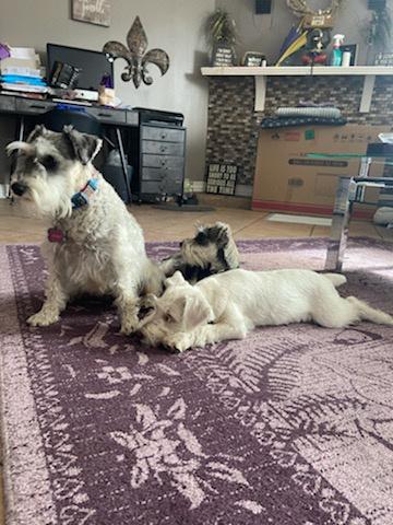 King kyro n Kinley karma in Louisiana | Miniature Schnauzer puppies ...