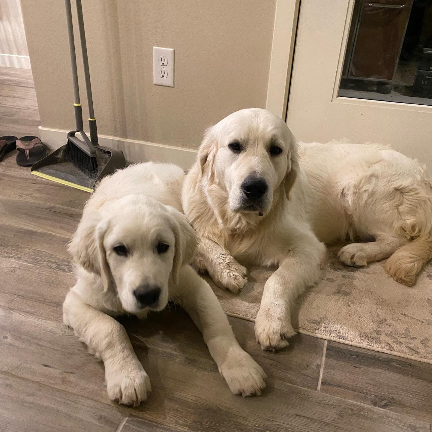 Misty River English Goldens in Arizona | Golden Retriever puppies ...