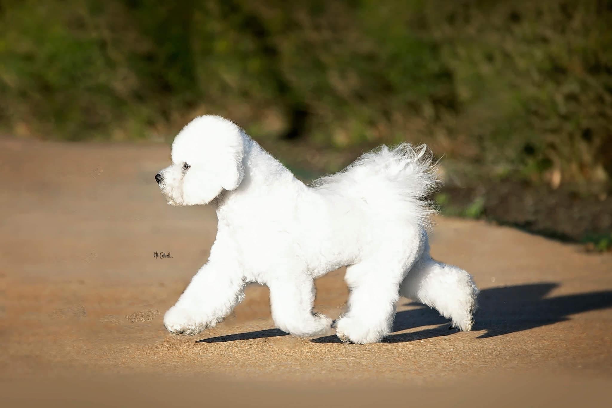 Blessed Treasures Bichons in Florida | Bichon Frise puppies | Good Dog
