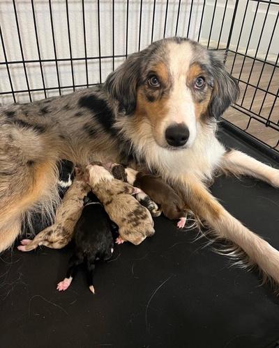 Southern Sky Aussies in Florida | Australian Shepherd puppies | Good Dog