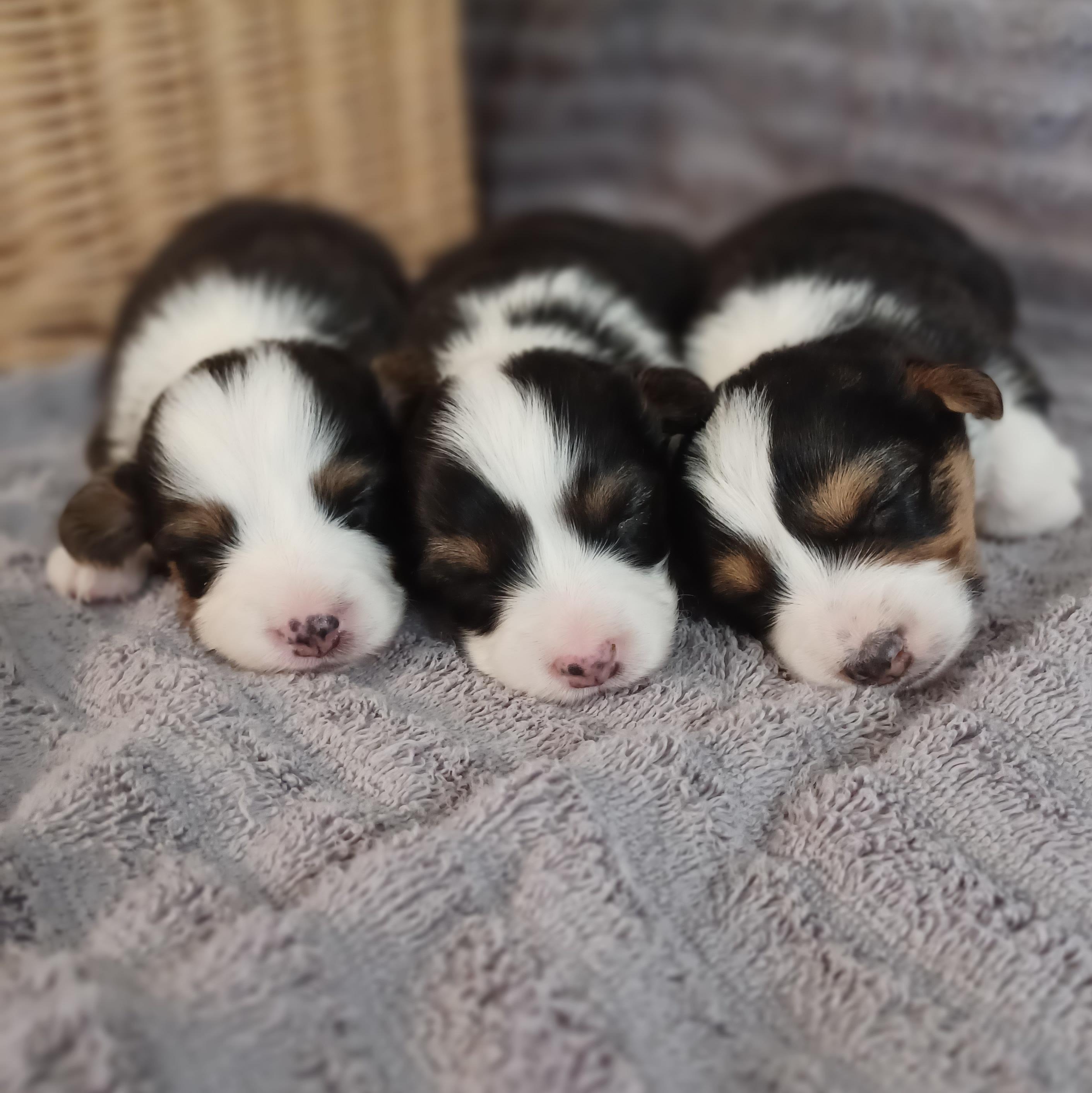 Nielsen's Straight Arrow Corgis in Utah | Pembroke Welsh Corgi puppies ...
