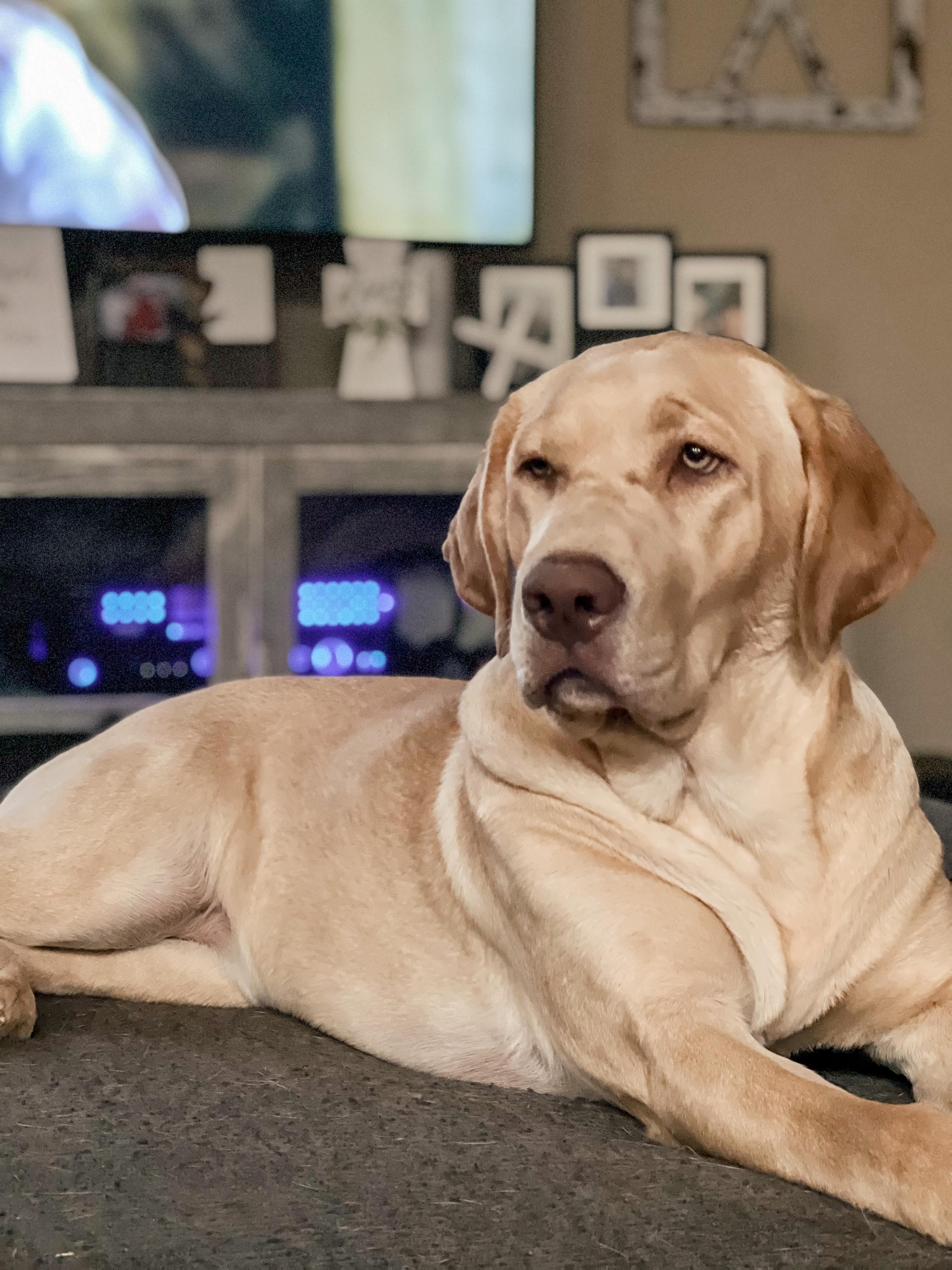 State48 Labradors in Arizona | Labrador Retriever and Dilute Retriever ...