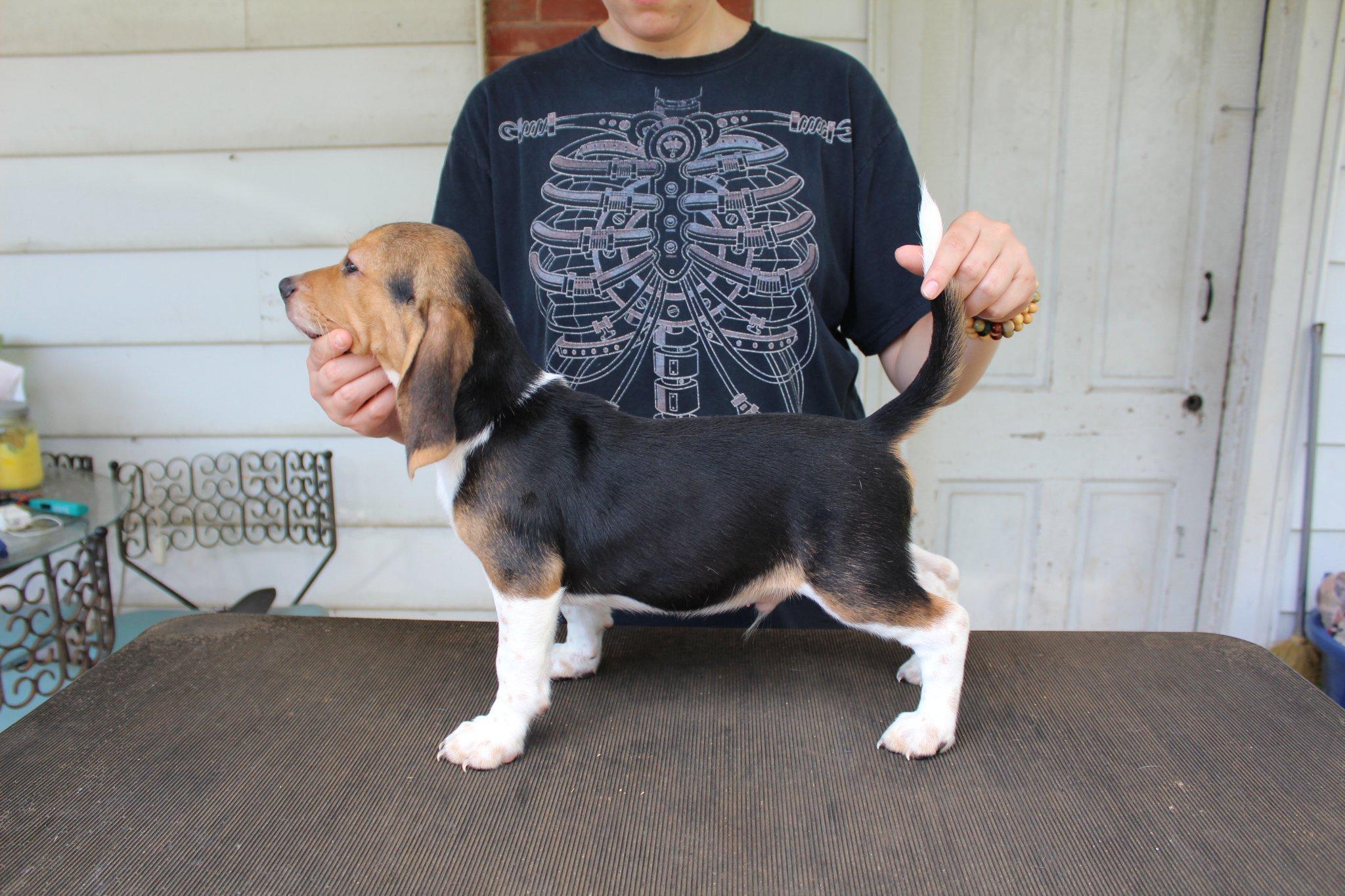 DK's Pups in Pennsylvania | Beagle, Poodle or Portuguese Podengo ...