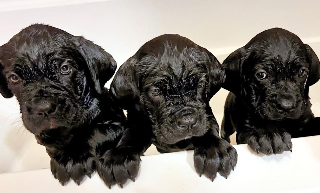 Raising Kane Corso’s in Texas | Cane Corso puppies | Good Dog