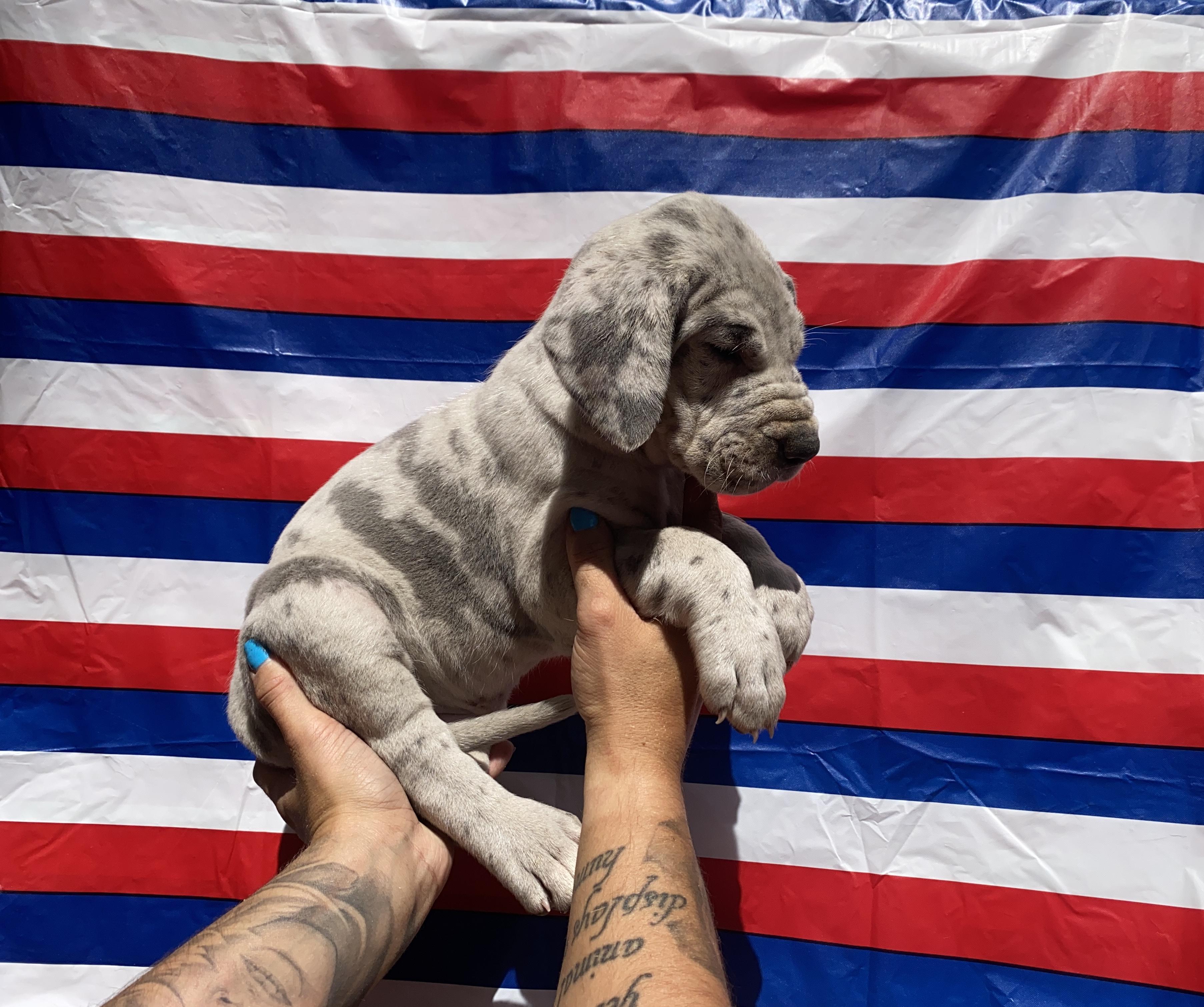 Massive Creations in South Carolina | Great Dane puppies | Good Dog