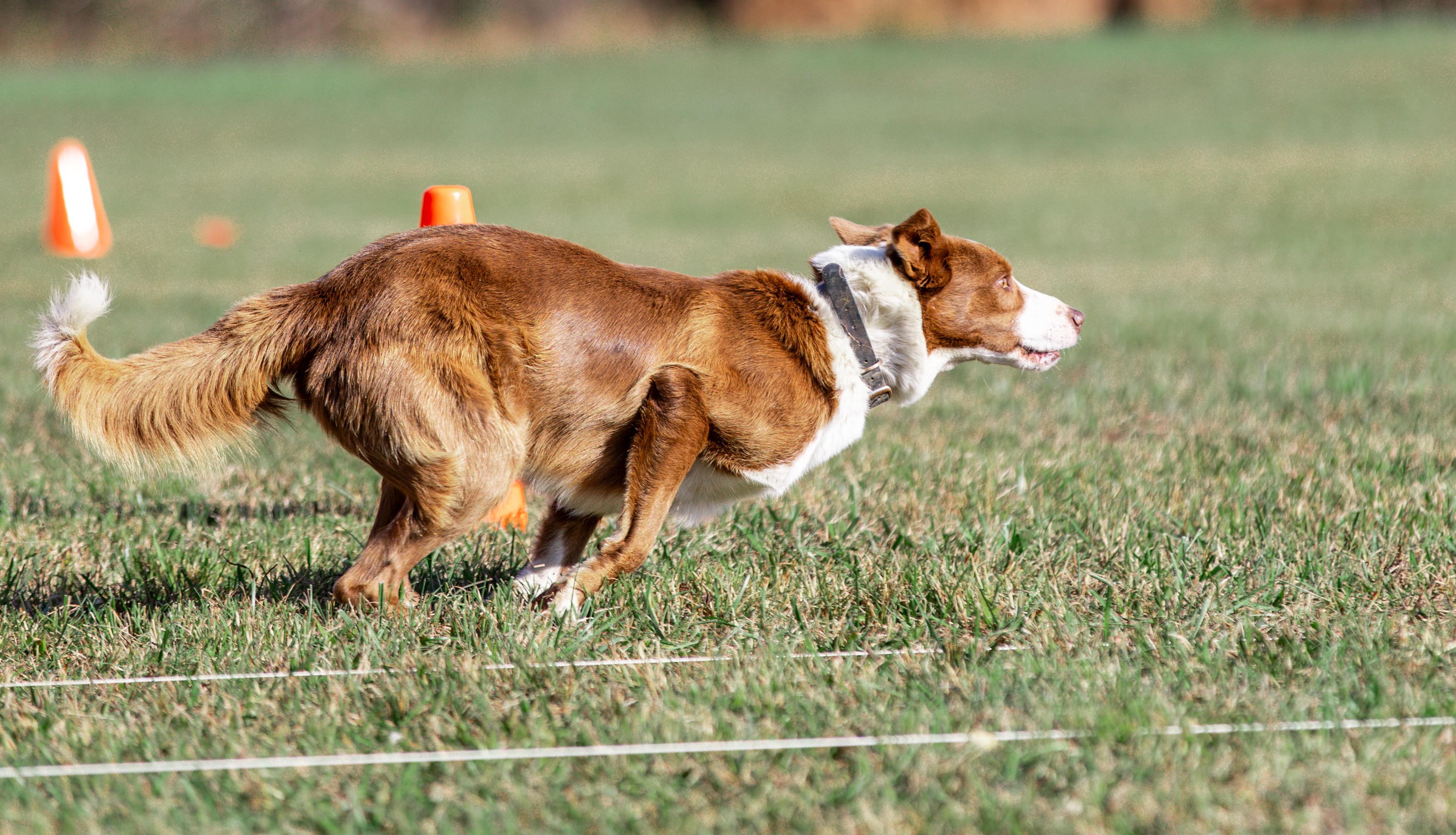 C Horns Ranch Border Collies in Tennessee | Border Collie puppies ...
