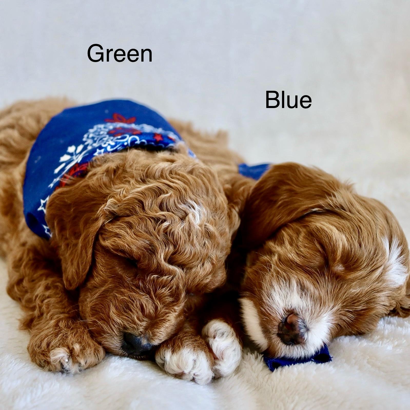 Daring Doodles in Utah | Goldendoodle puppies | Good Dog
