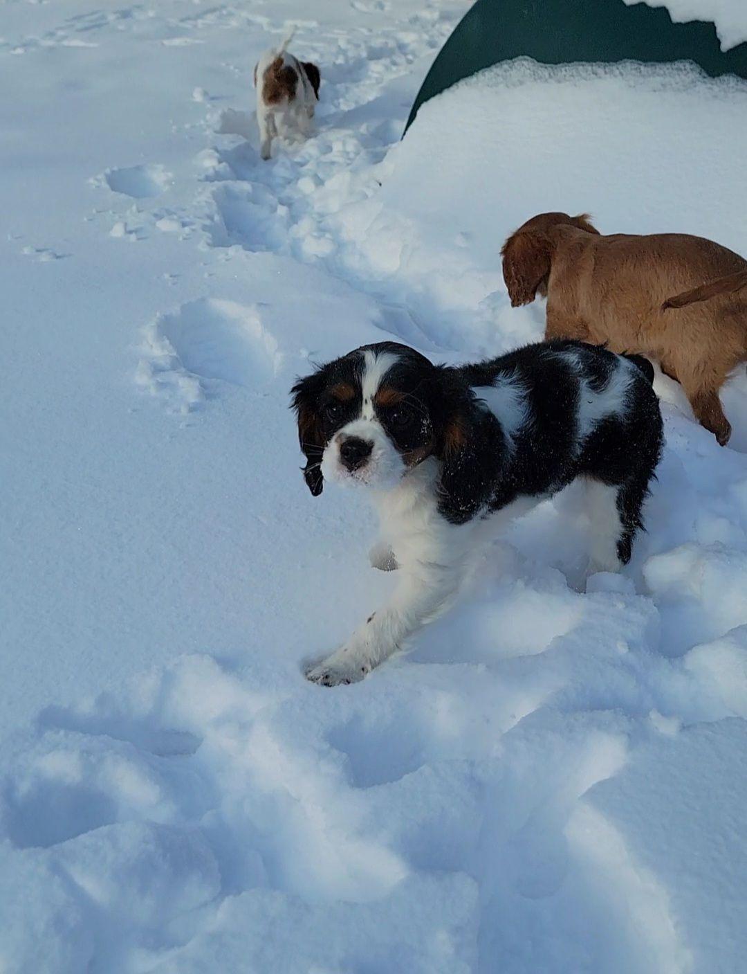 Sweet Magnolia’s Cavalier King Charles Spaniels in Missouri | Cavalier ...
