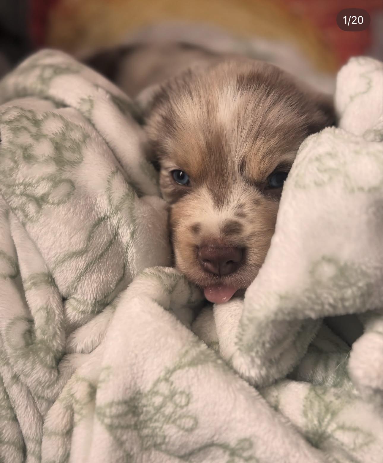 Smushy Pups in Florida | Miniature Australian Shepherd puppies | Good Dog