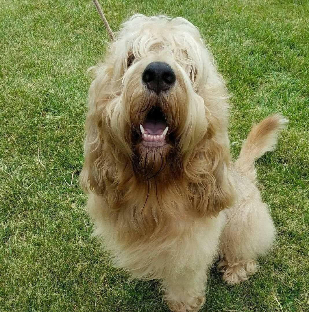 Crossroads Otterhounds in Oregon | Otterhound puppies | Good Dog