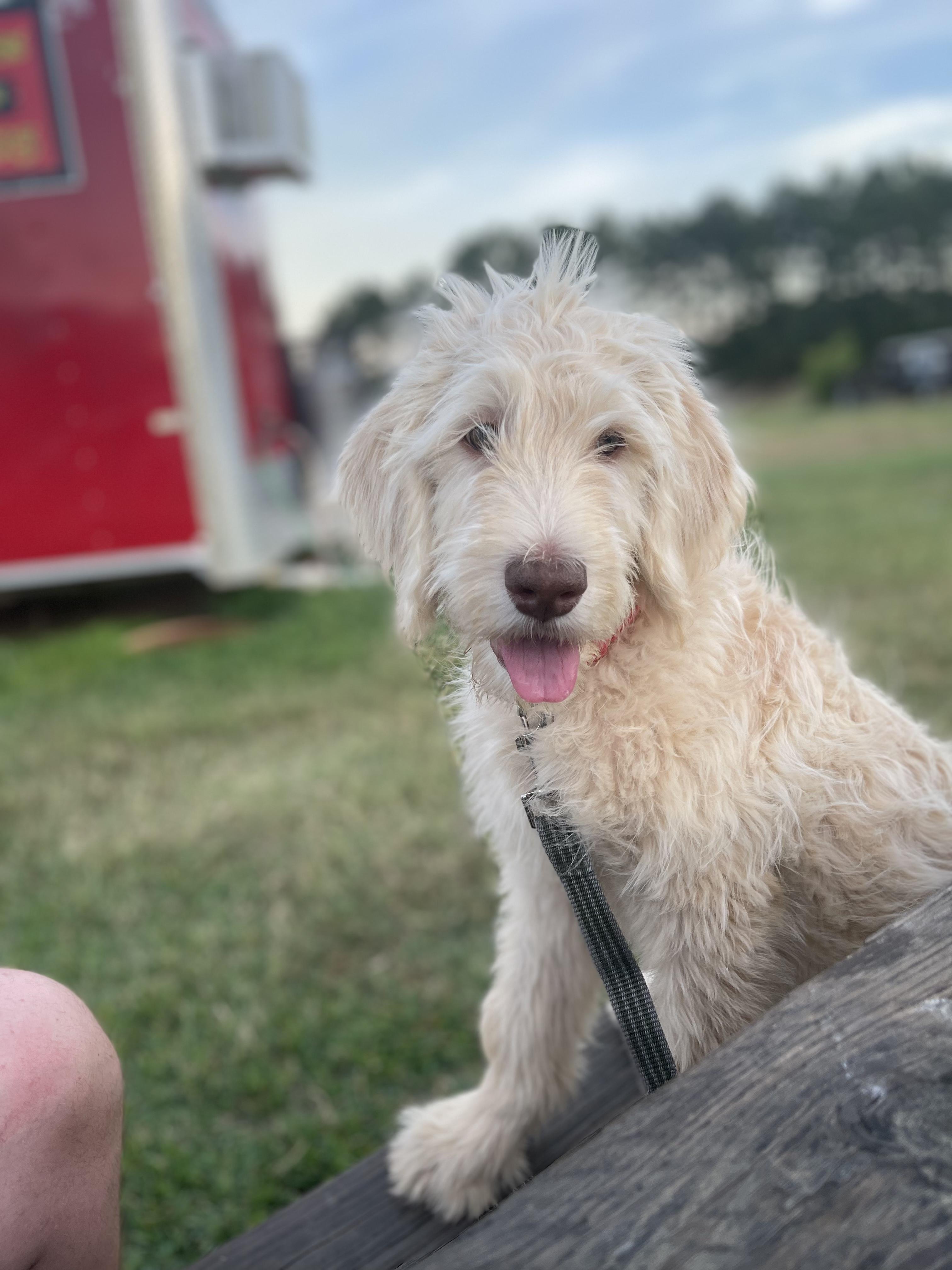 ETX Labracadabra Labradoodles in Texas | Labradoodle, Poodle or Double ...