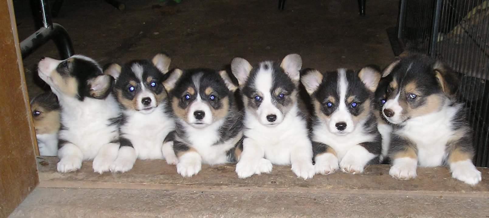 Vintage Corgis in Nebraska | Pembroke Welsh Corgi and American Corgi ...