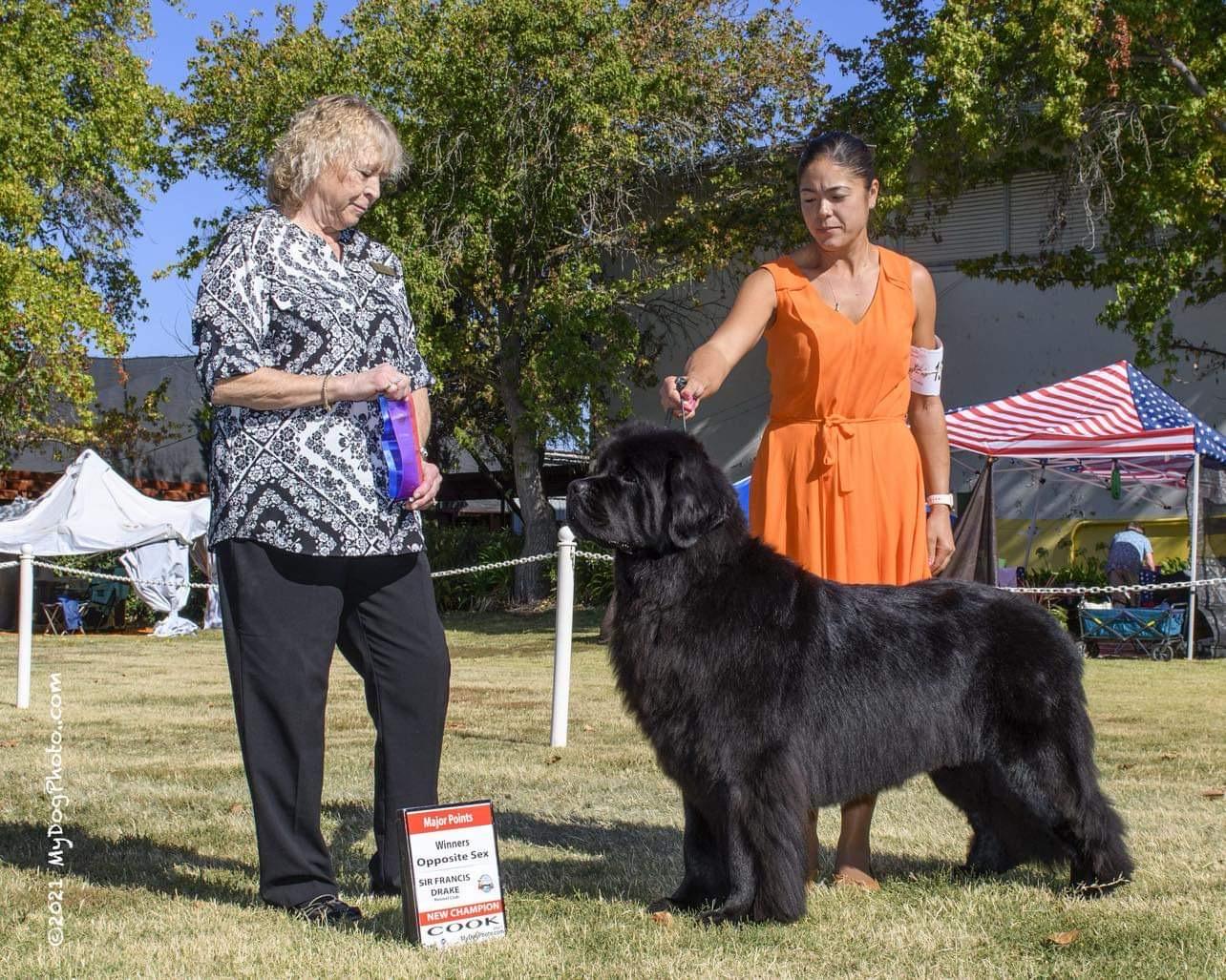 Astreas Newfoundlands in California | Newfoundland puppies | Good Dog