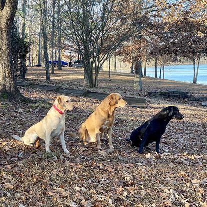 Blueblood British Gundogs in Texas | Labrador Retriever puppies | Good Dog