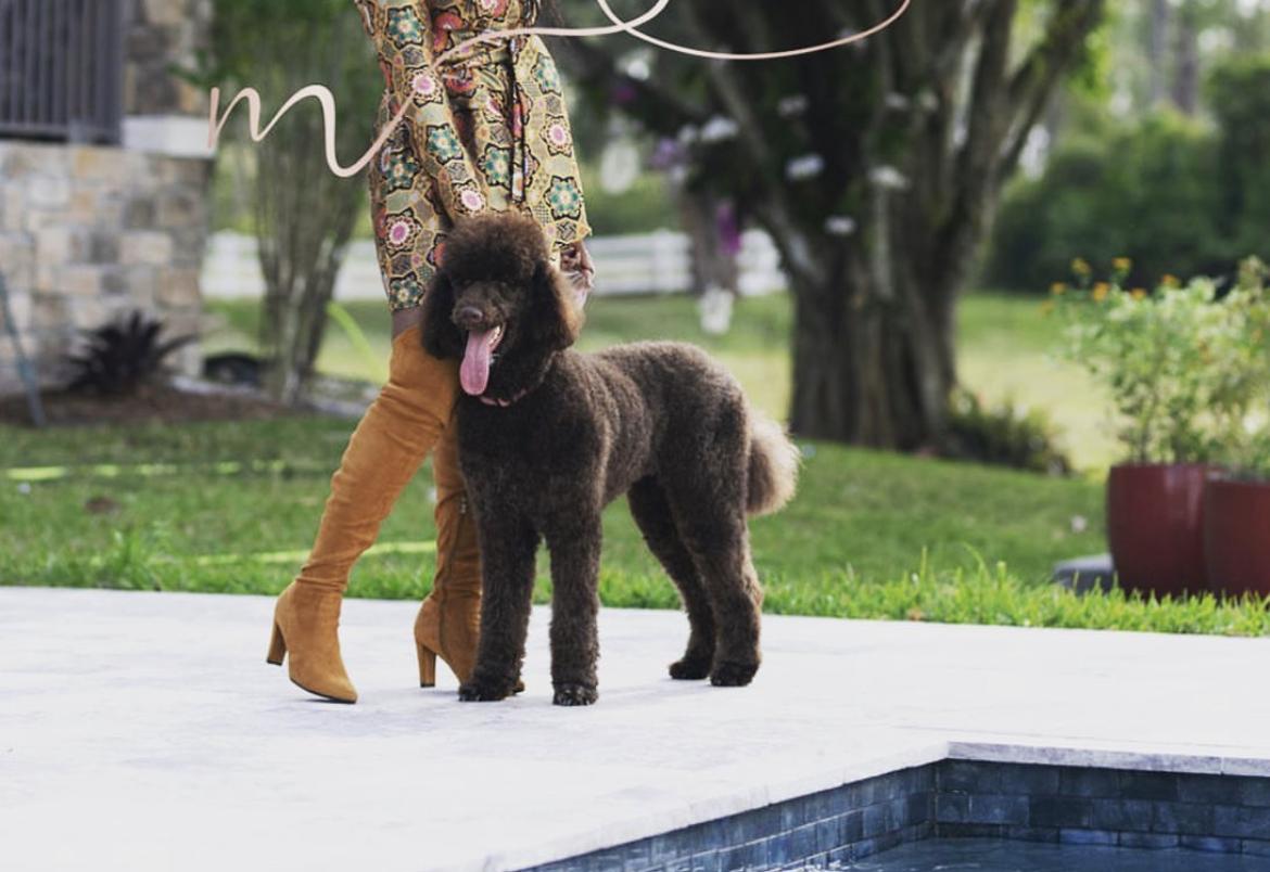 Posh Poodles in Georgia | Poodle puppies | Good Dog