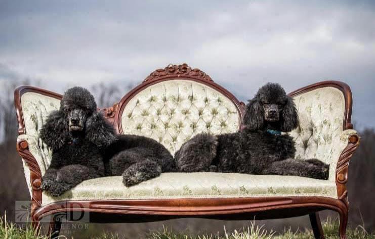 Doodles von Fletcher in Florida | Goldendoodle puppies | Good Dog