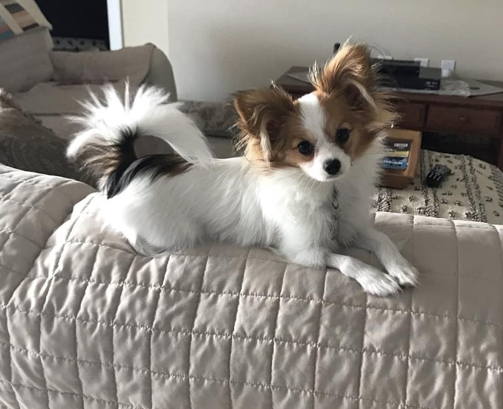 The Pines Papillons in Florida | Papillon puppies | Good Dog