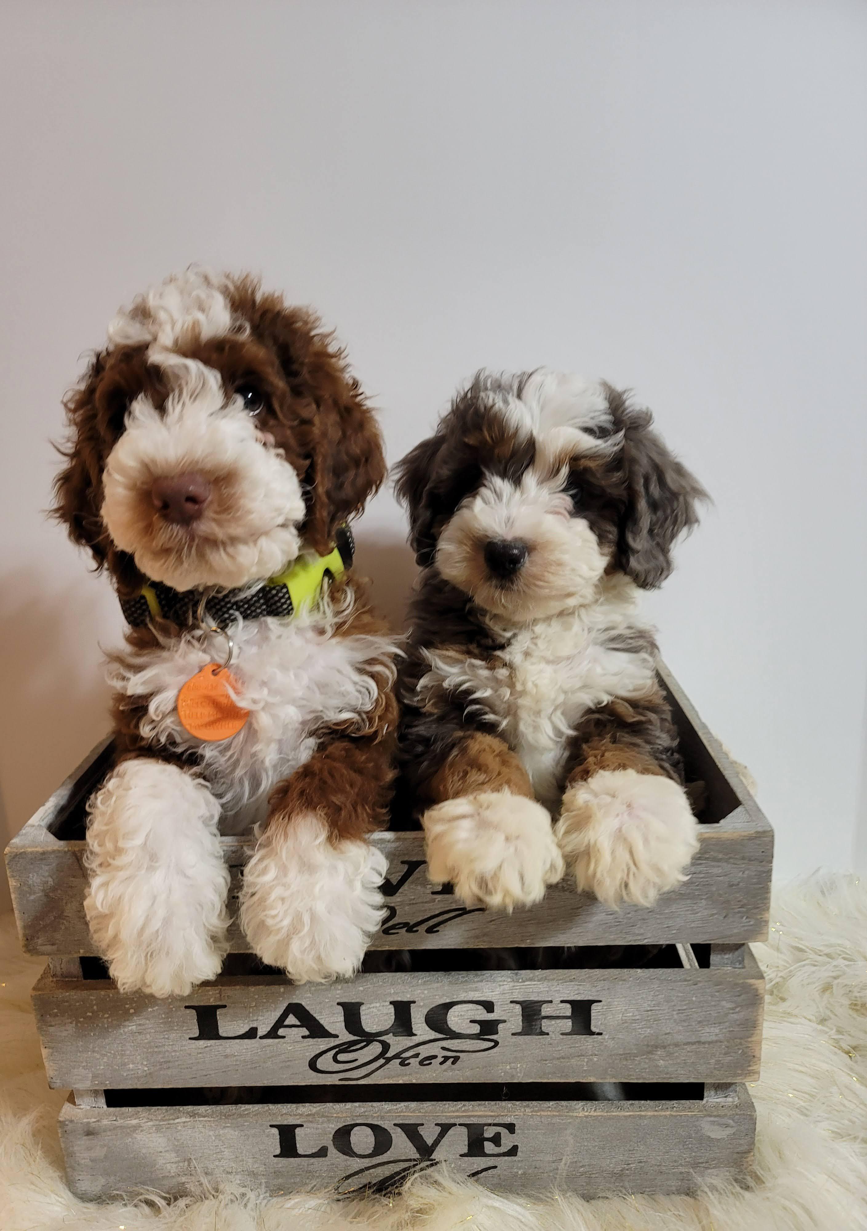 Austin Doodles & Poodles in Texas | Bernedoodle and Goldendoodle ...
