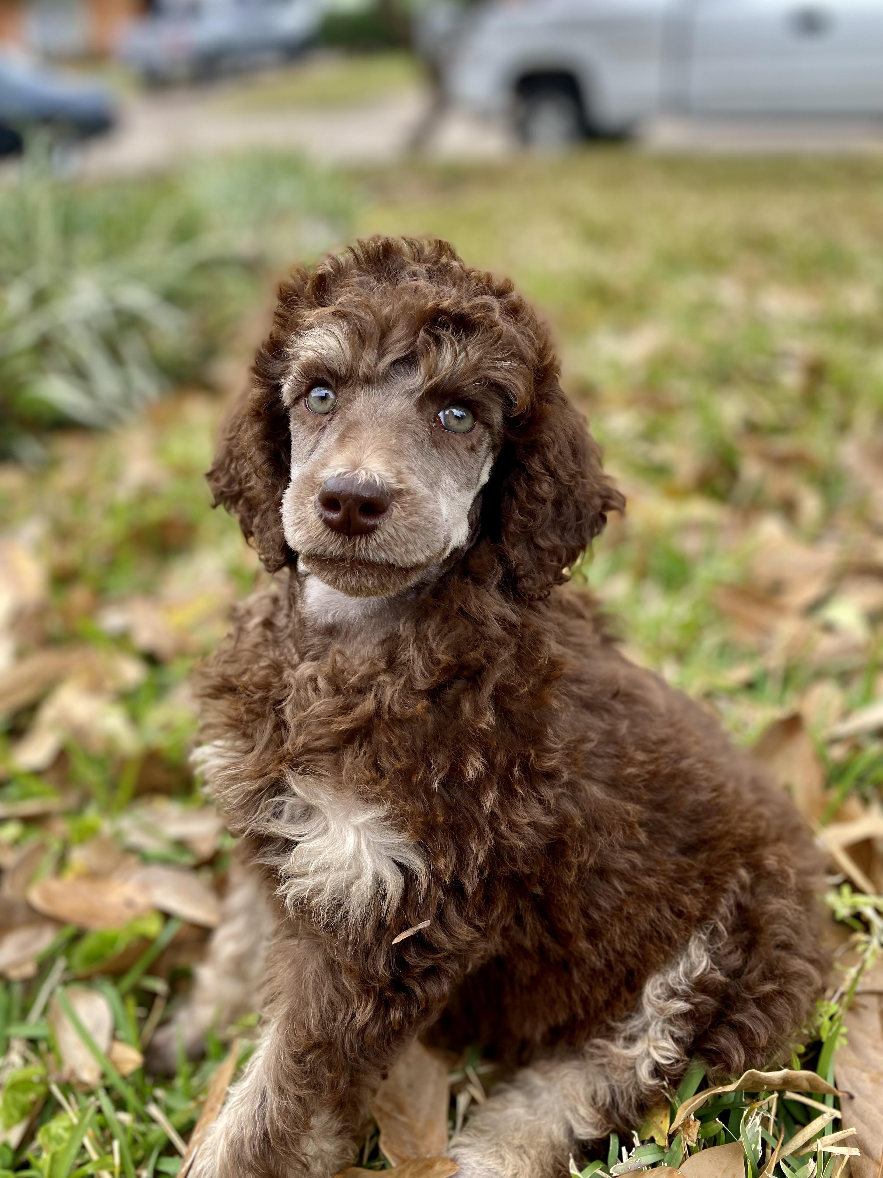CMJ Kennels in Texas | Labrador Retriever and Poodle puppies | Good Dog