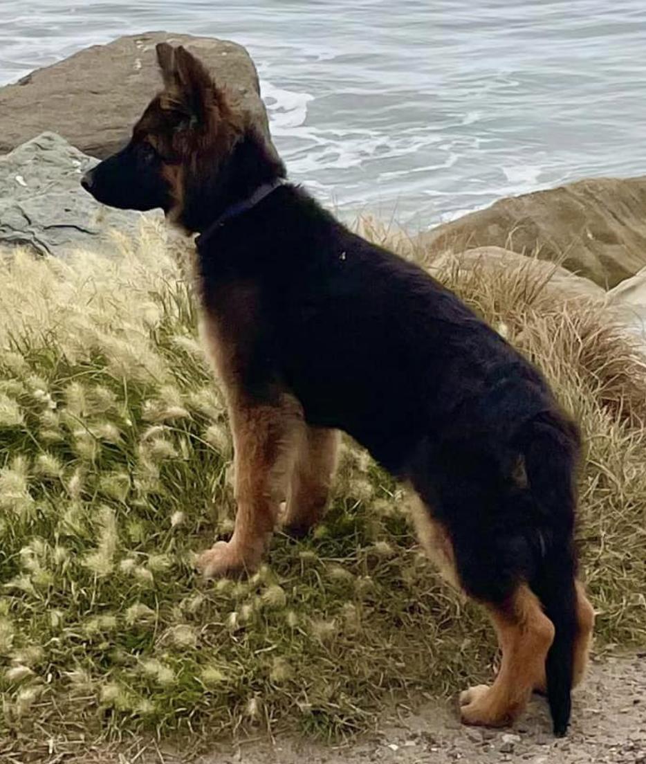 Victoria's German Shepherds in California | German Shepherd puppies ...