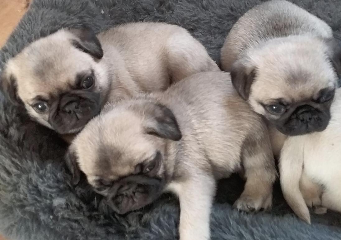 Sunset Farms in South Carolina | Pug puppies | Good Dog