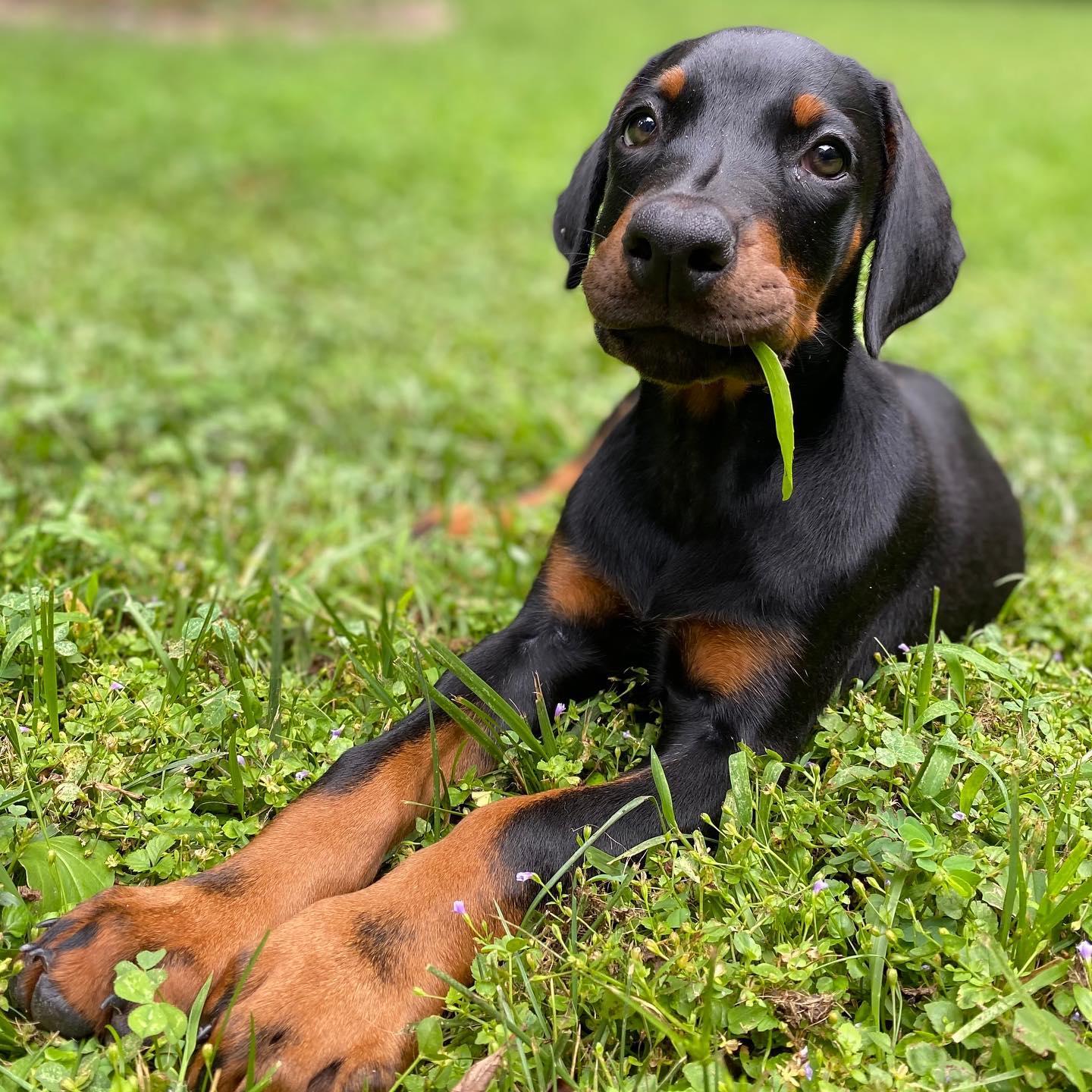 Valor Dobermans of N.C. in North Carolina | Doberman Pinscher puppies ...