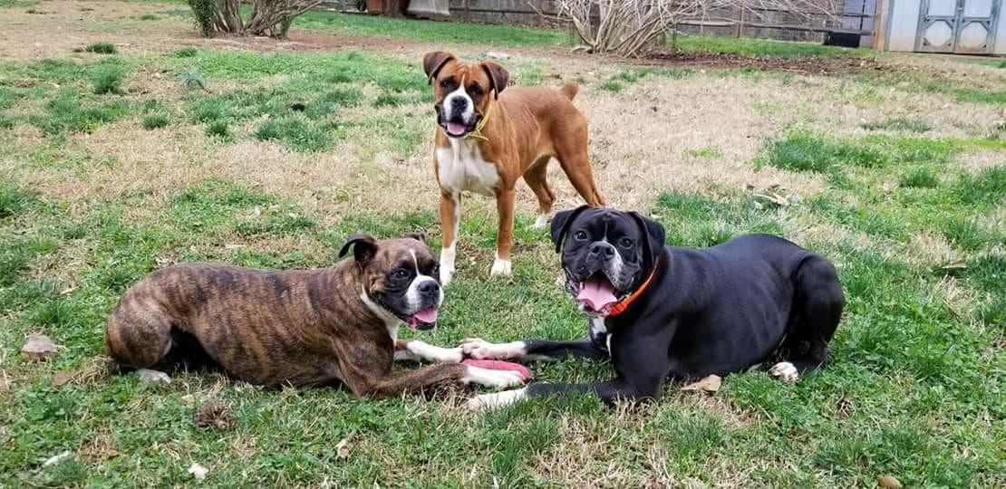 Furevermore Boxers and Furevermore Frenchies in South Carolina | Boxer ...