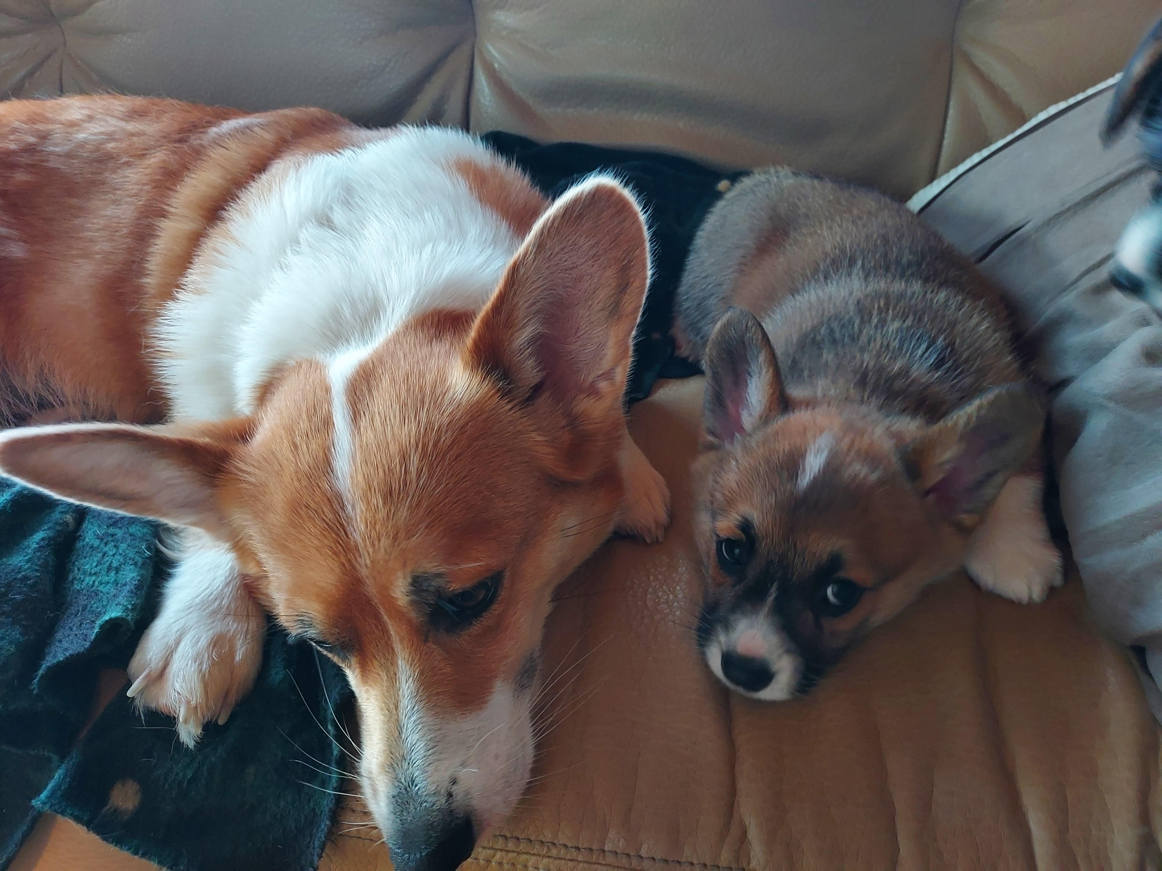 Gary's Pembroke Welsh Corgis in Oregon | Pembroke Welsh Corgi puppies ...