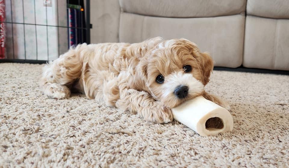 Gingerale Cockers and Cockapoos in Wisconsin | Cockapoo and Cocker ...