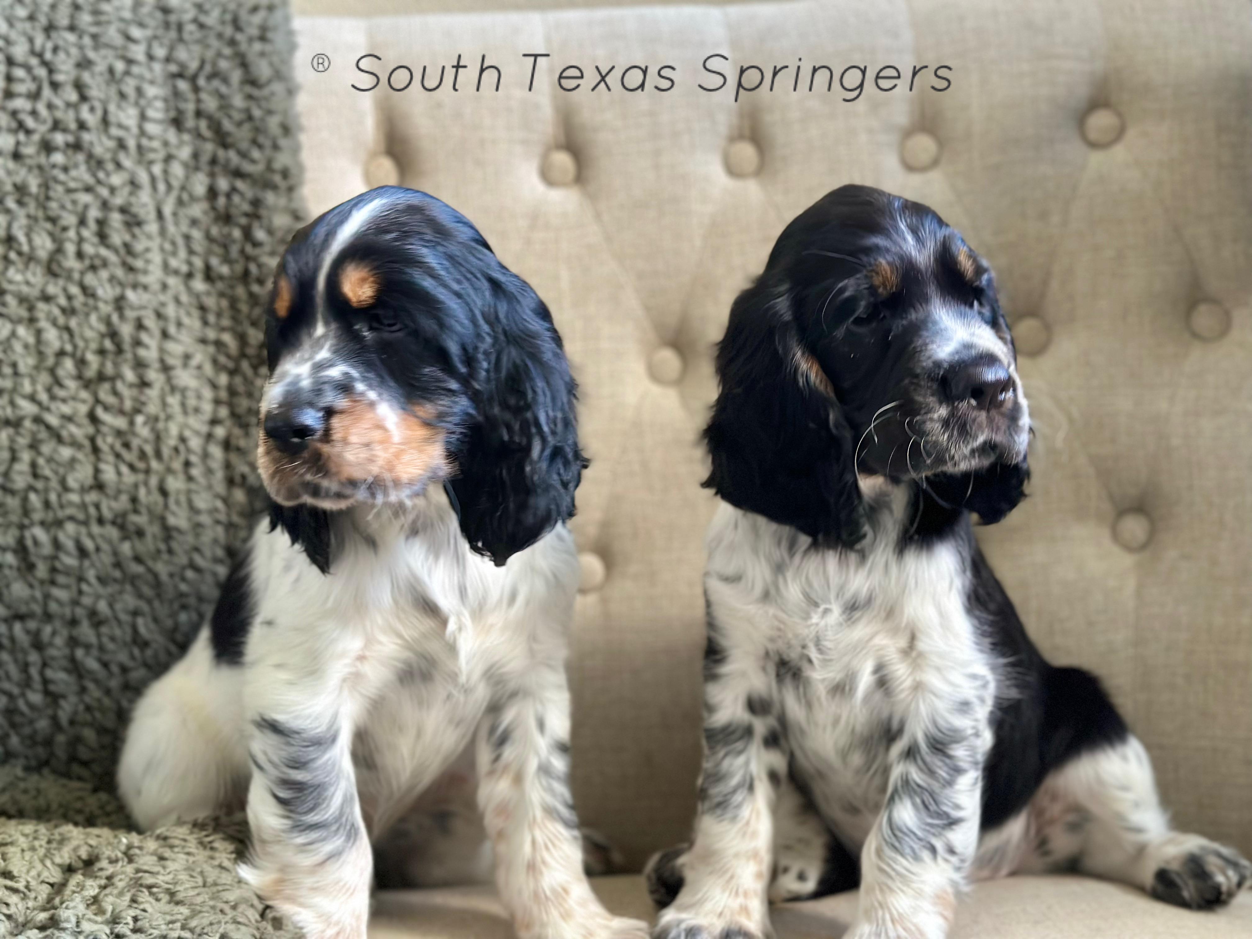 South Texas Springers in Texas | English Springer Spaniel puppies ...