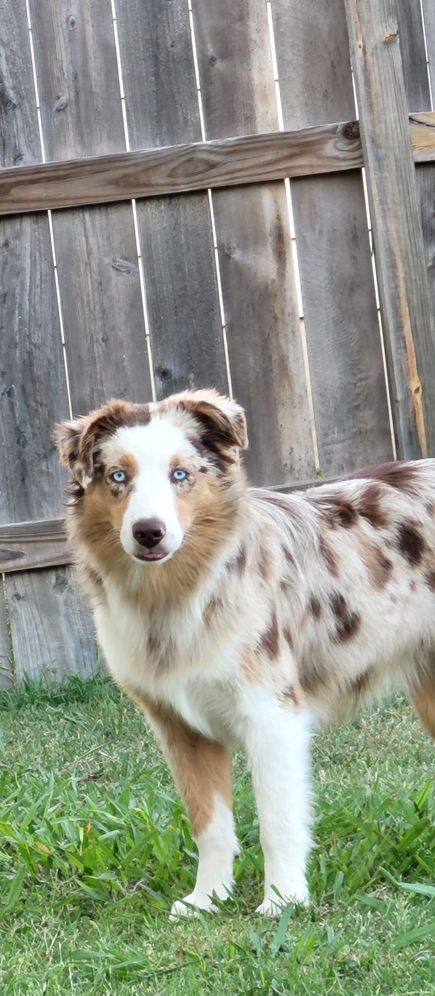 Denali Mini Aussies in Texas | Miniature Australian Shepherd puppies ...