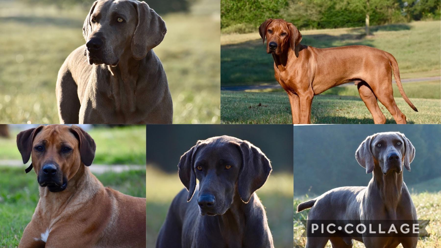 PC Farms in Georgia | Rhodesian Ridgeback and Weimaraner puppies | Good Dog