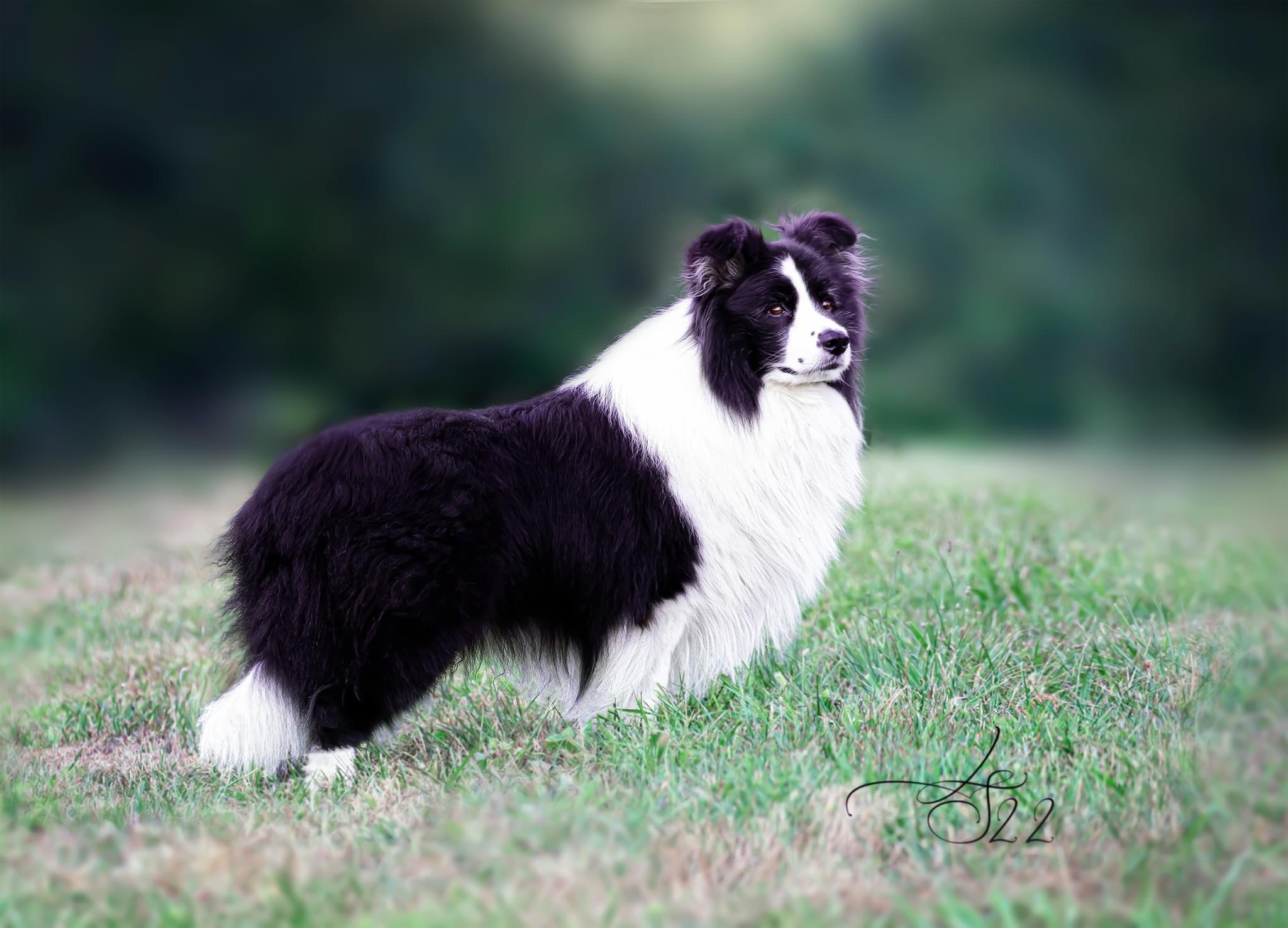 Juletoo Border Collies at Meadowcreek Farm in Alabama | Border Collie ...