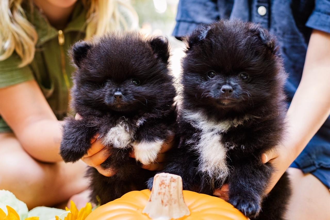 Cutie Poms in Maryland | Pomeranian puppies | Good Dog