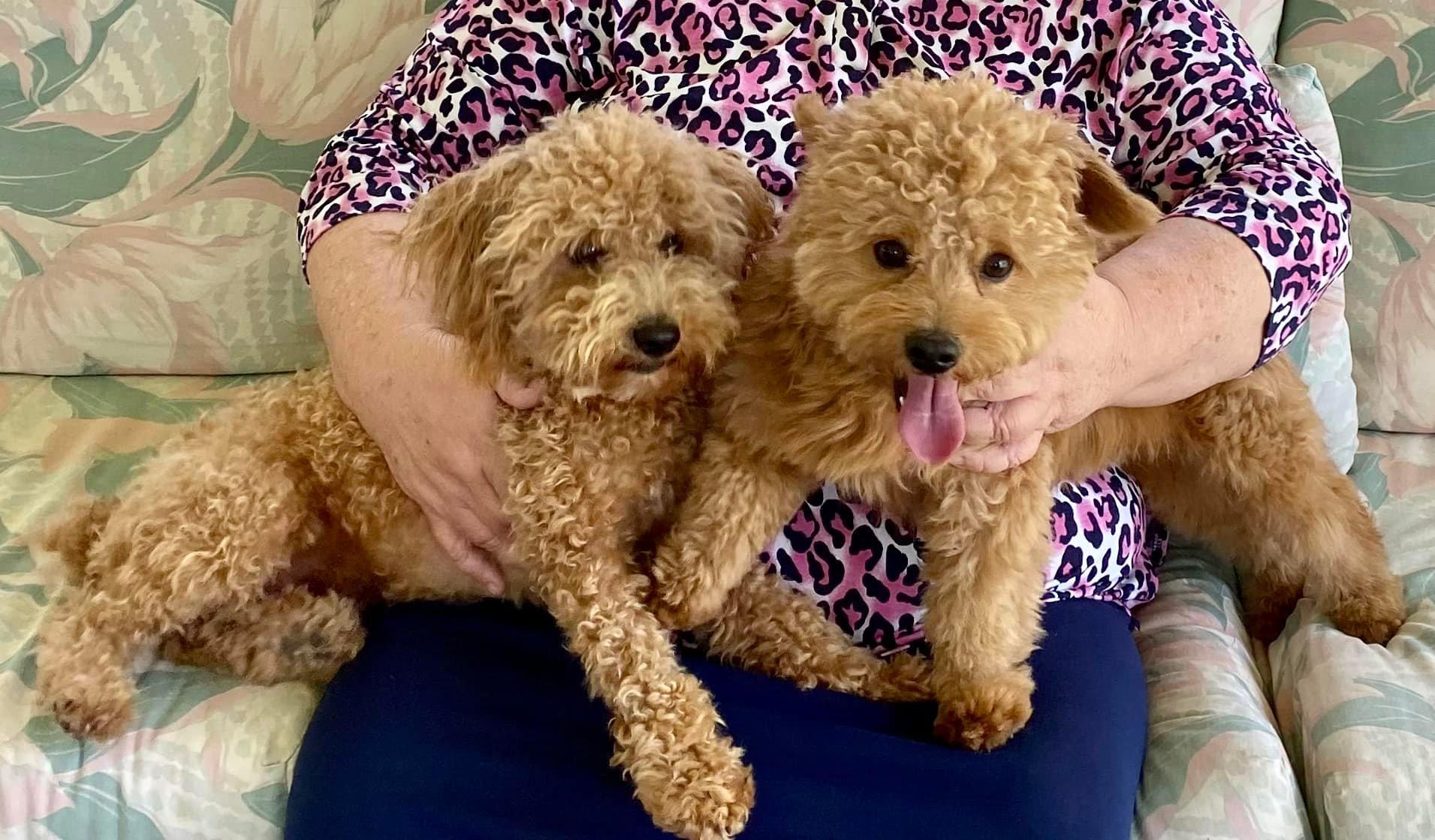 Cotton Rose Kennels in Georgia | Assorted Doodle Crosses puppies | Good Dog