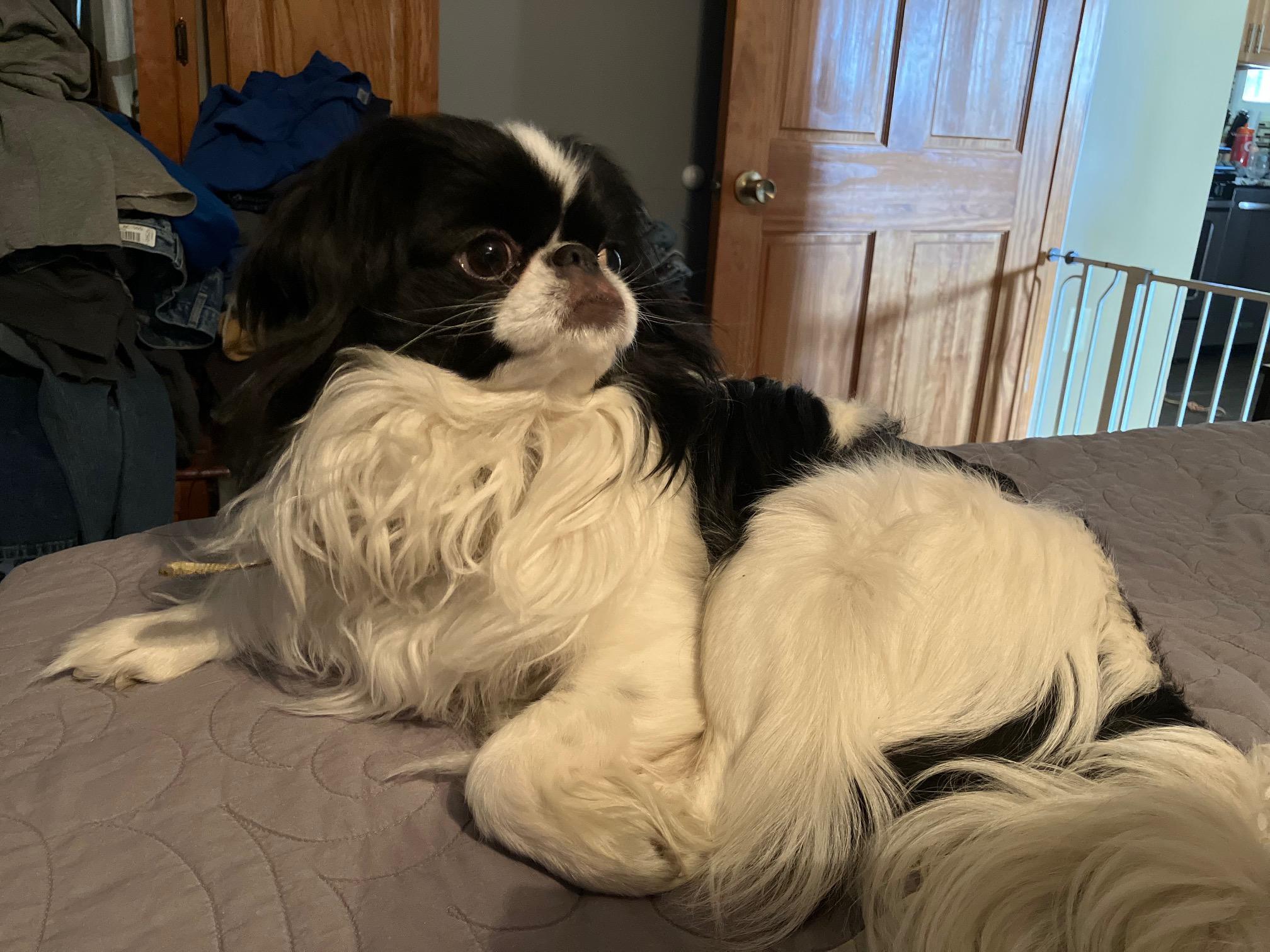 Cherishing Chins in New York | Japanese Chin puppies | Good Dog