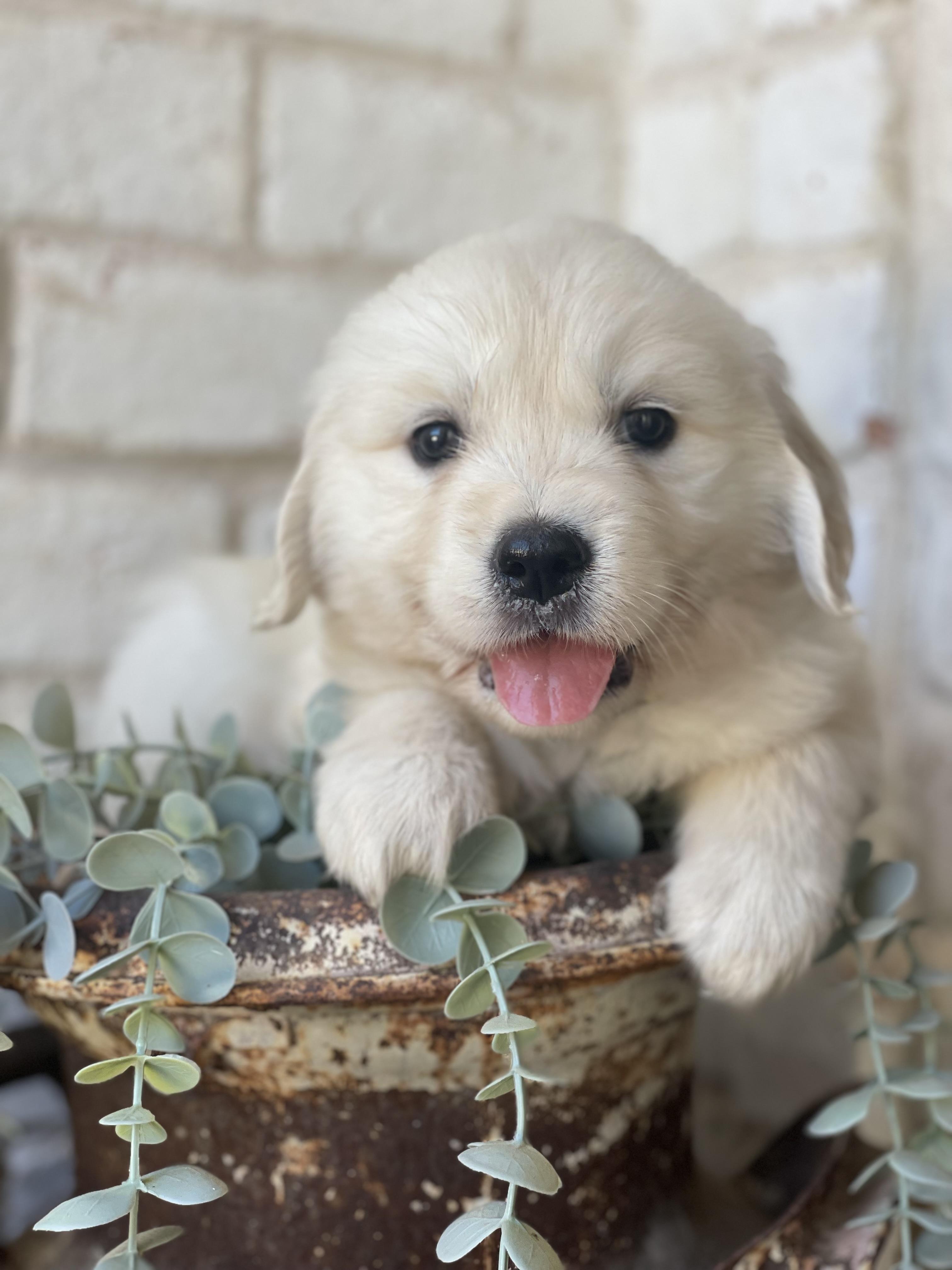 Garrett’s English Golden Retriever’s in Texas | Golden Retriever ...