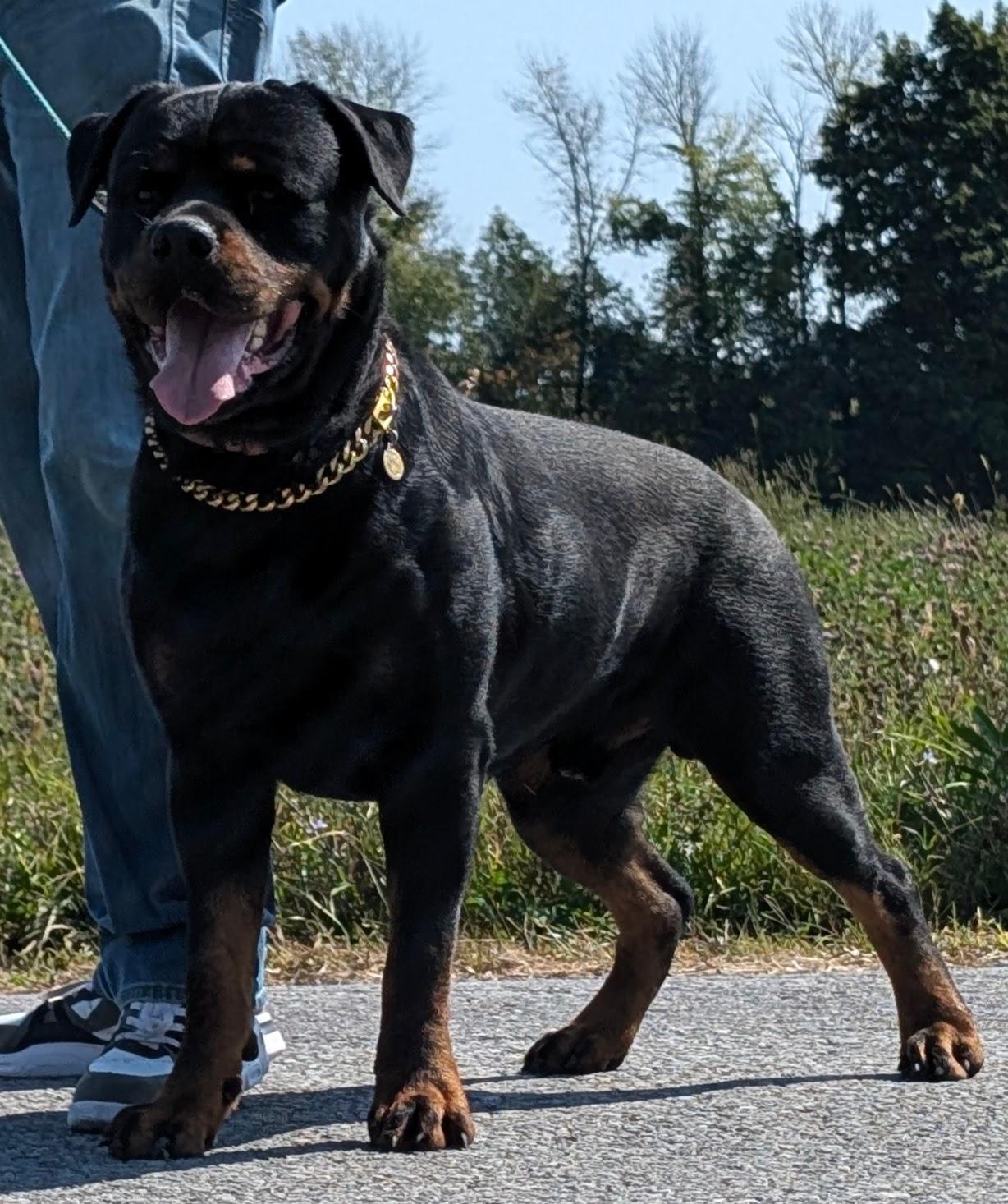 White's K9 Connection in New York | Rottweiler puppies | Good Dog