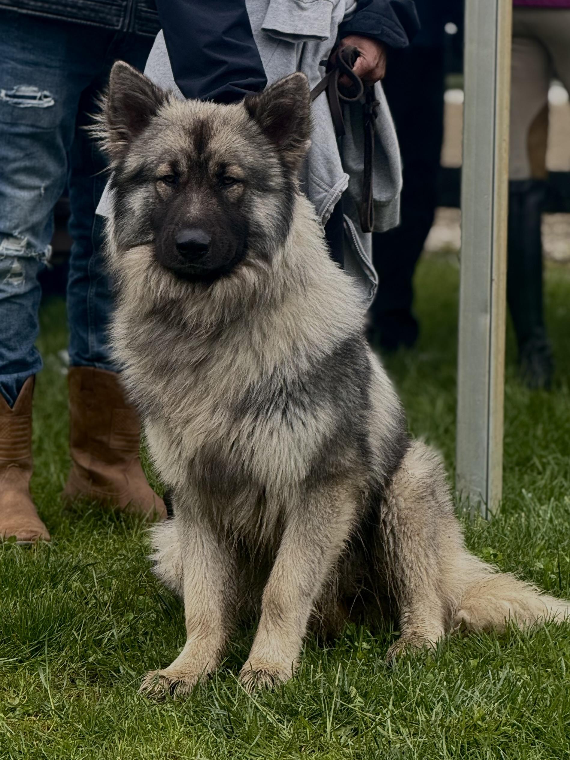 Smokeshow Shilohs and Shepherds in New Hampshire | Shiloh Shepherd ...