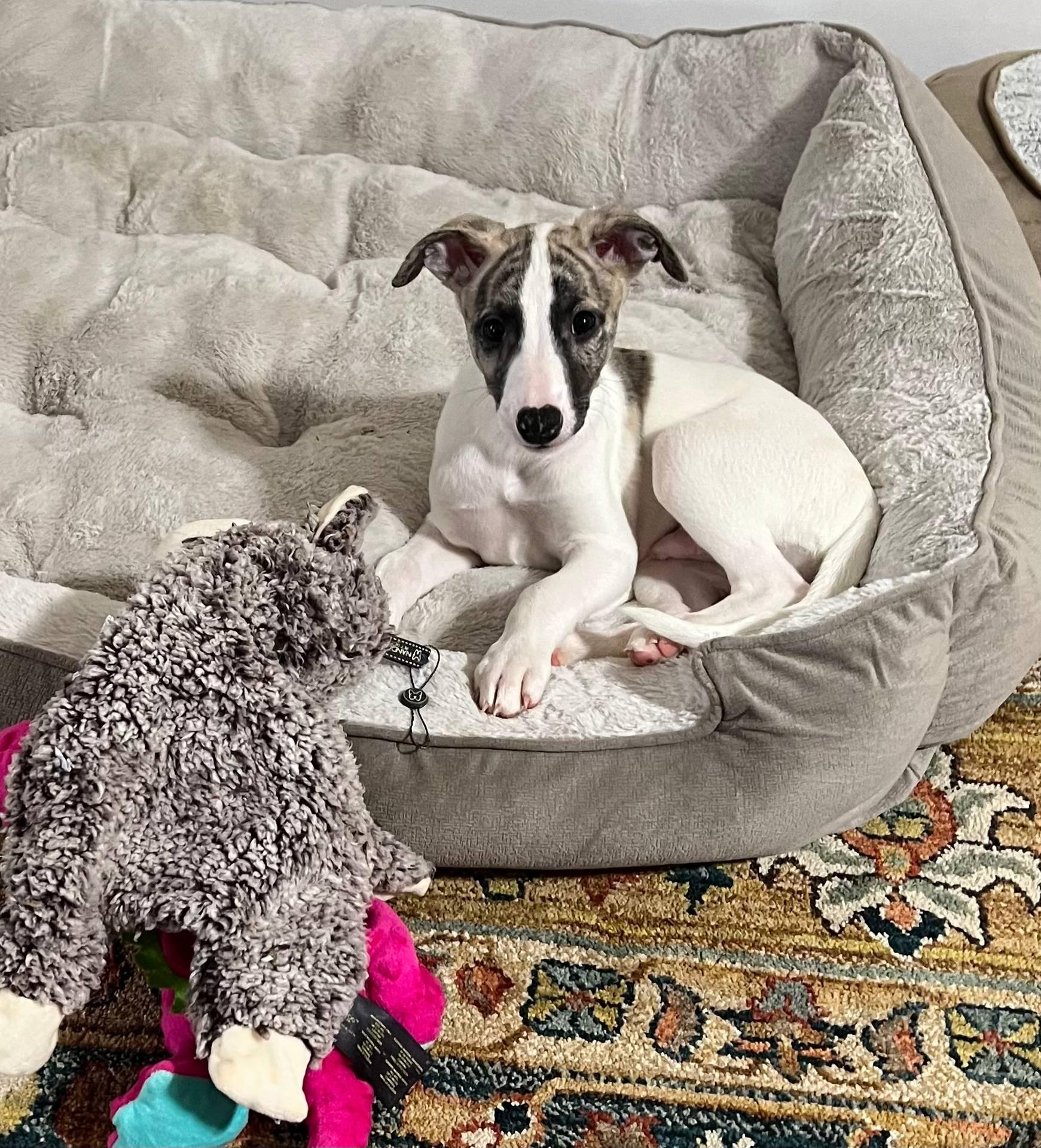 Ahava Kennels in Georgia | Whippet puppies | Good Dog