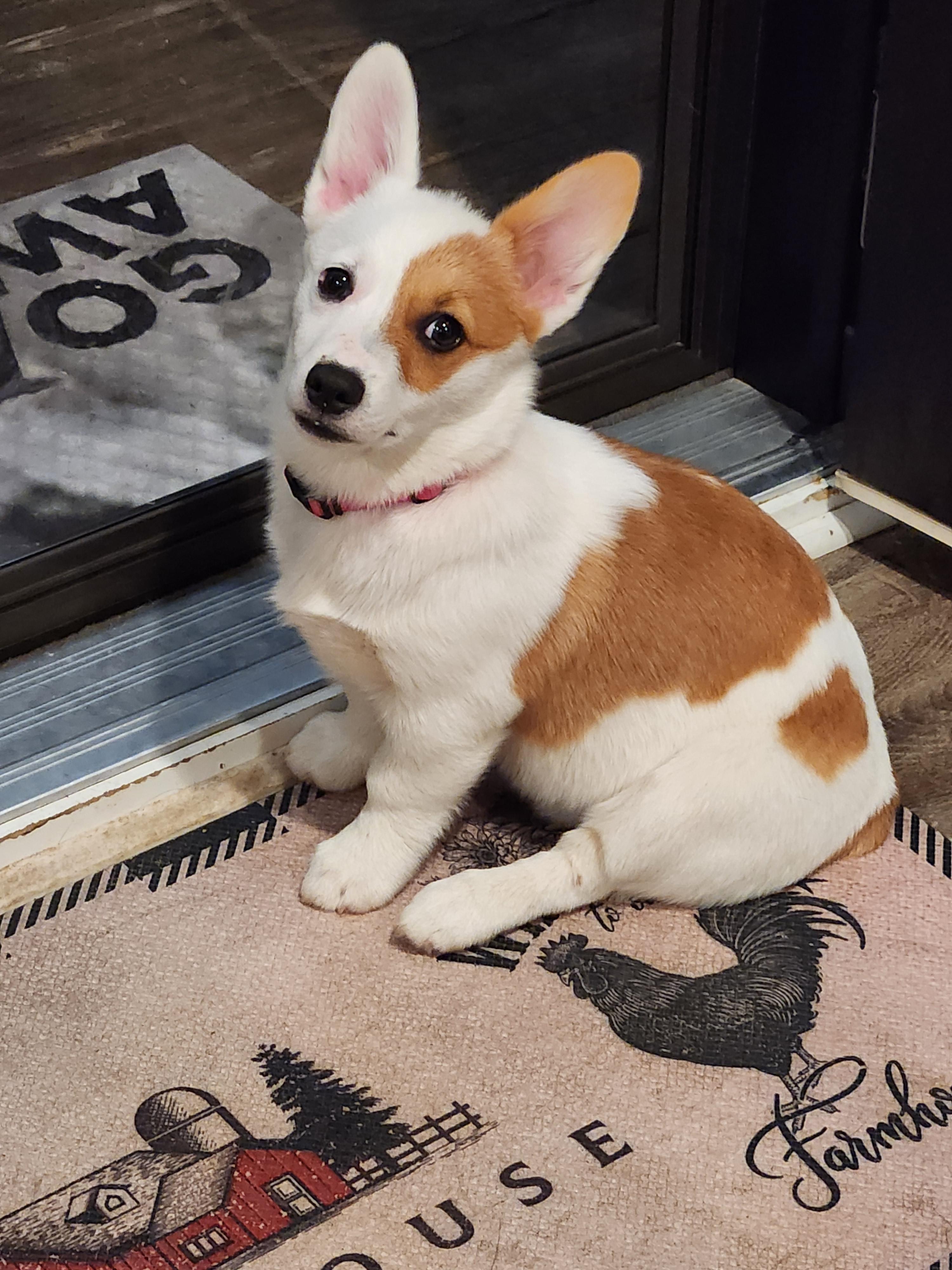 Lindsey's Lovely Little Corgis in Mississippi | Pembroke Welsh Corgi ...