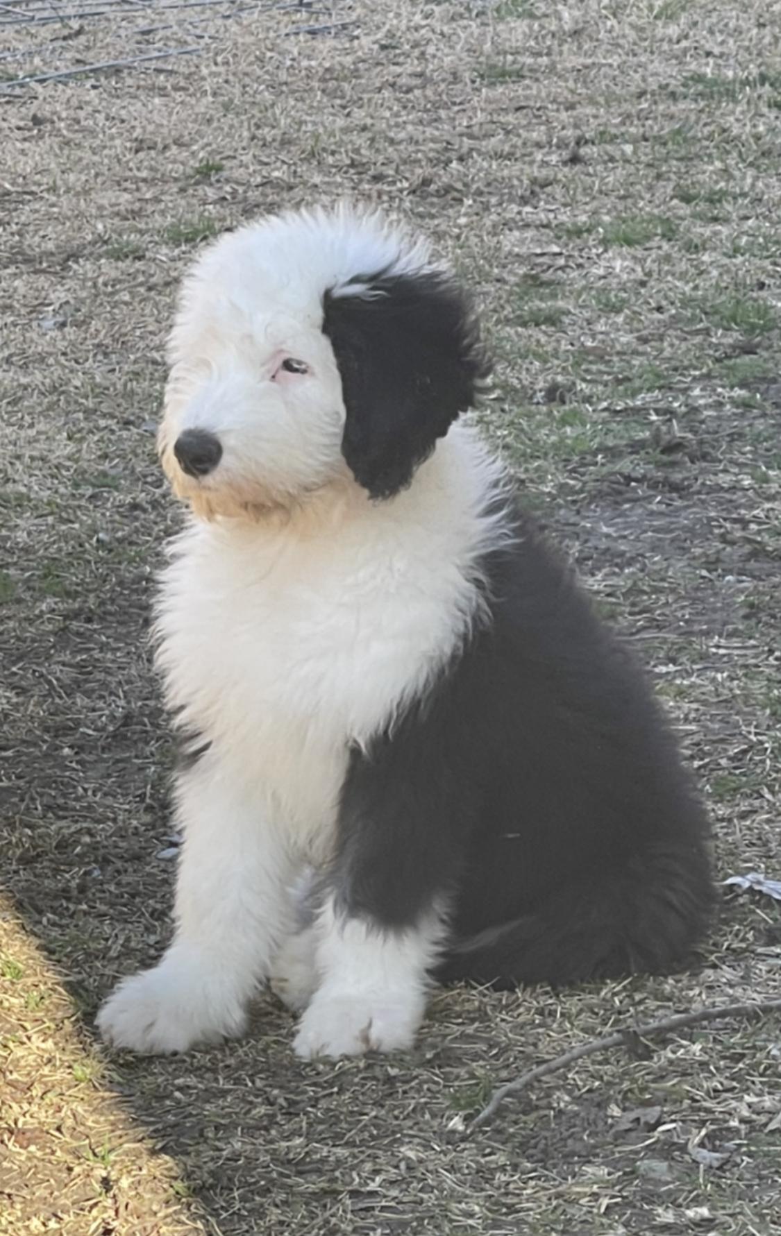 Bns Sheepadoodles ( F1b reverse OES) in Texas | Sheepadoodle puppies ...