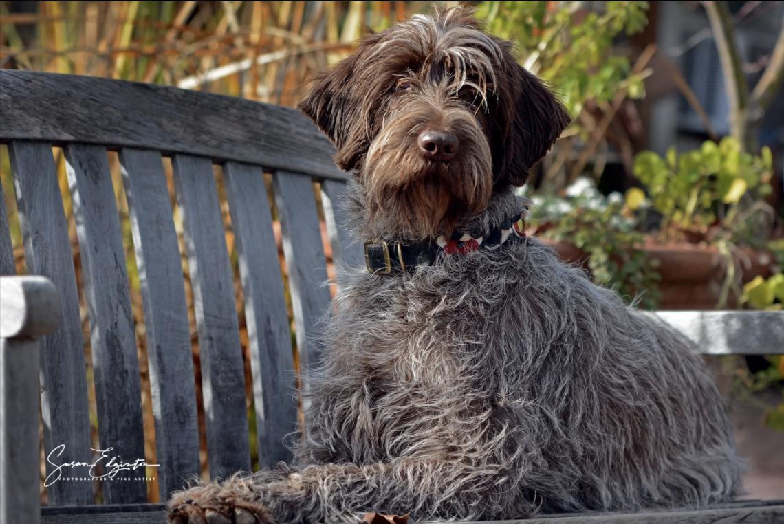 DagdaGriffons in California | Wirehaired Pointing Griffon puppies ...