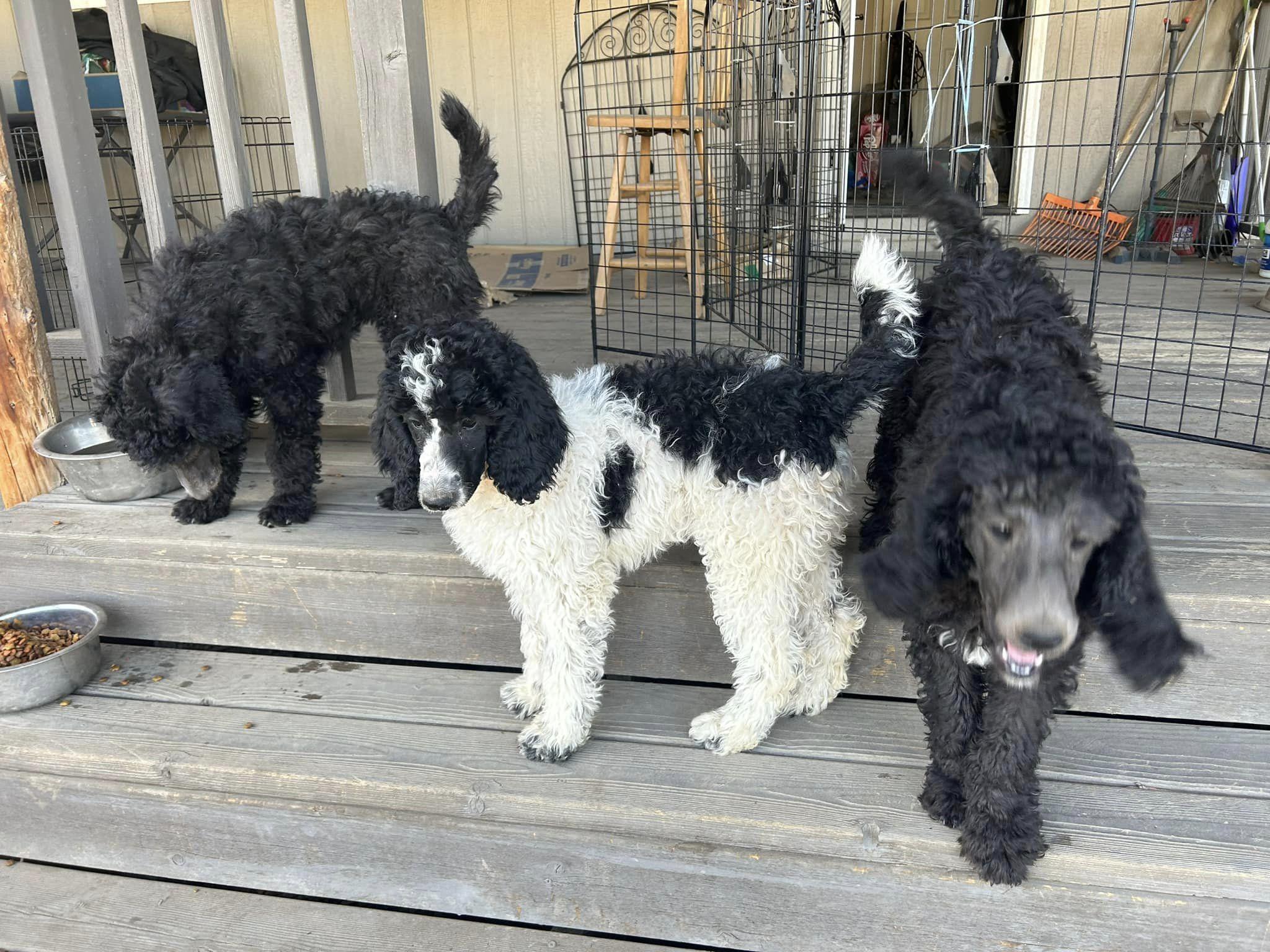 Trudy's Poodles in Oregon | Poodle puppies | Good Dog