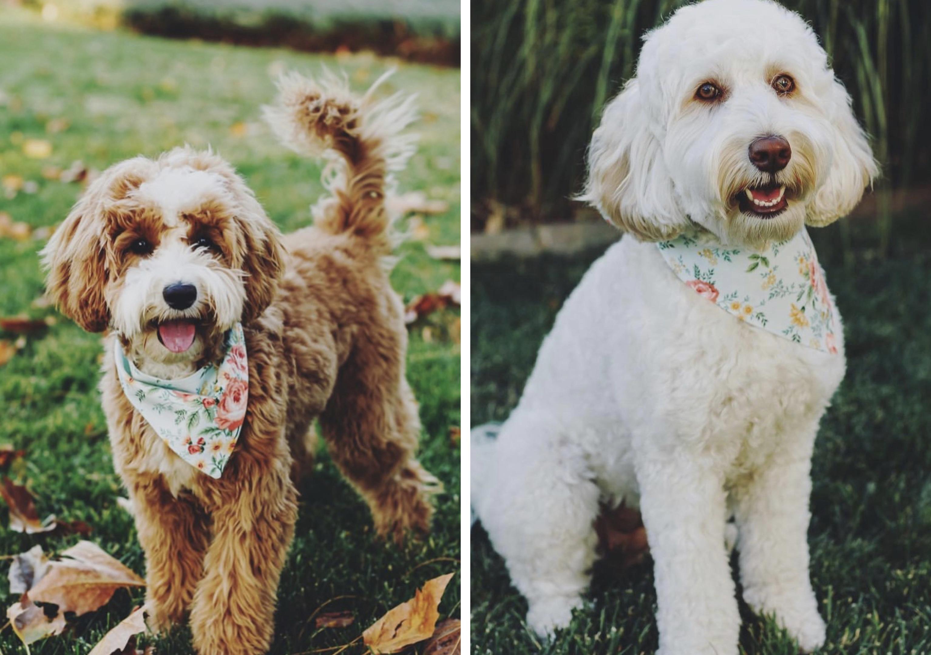 Majestic Doodles in Utah | Australian Labradoodle puppies | Good Dog