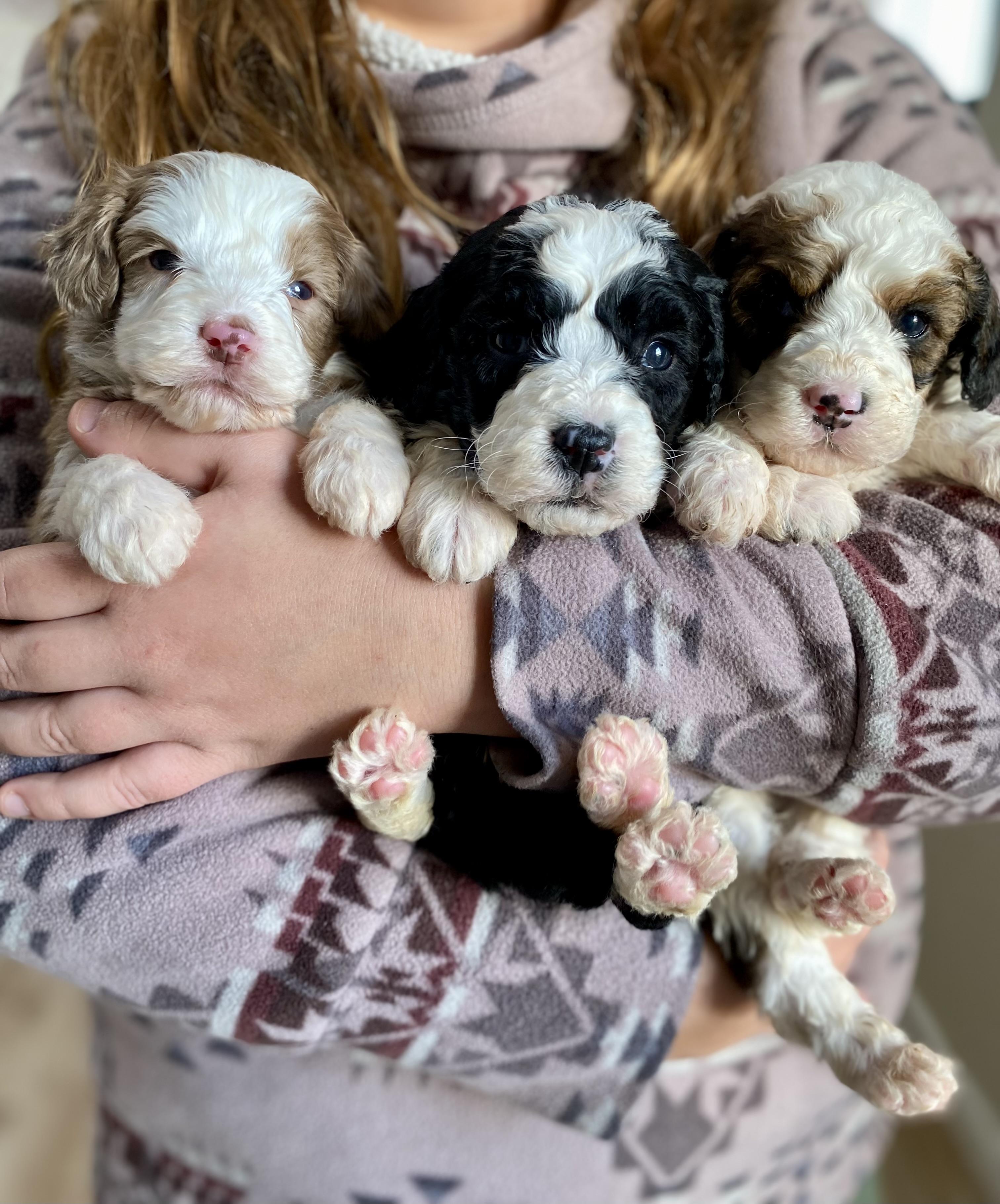 Doodle Amore in California | Bernedoodle, Cavapoo or Goldendoodle ...