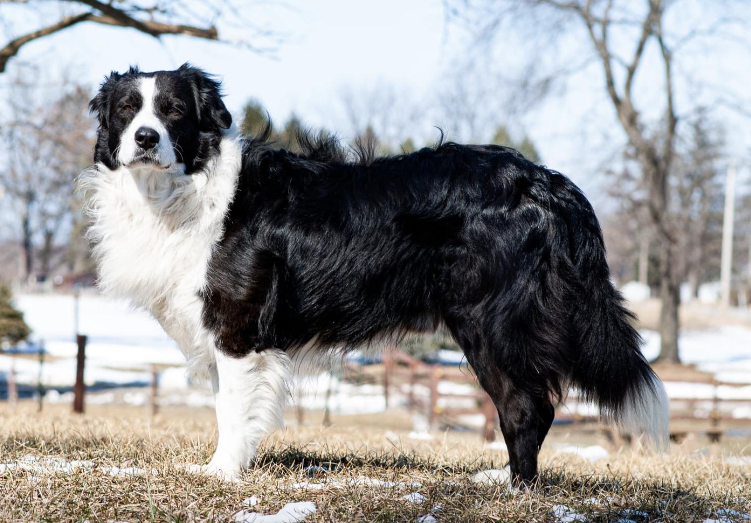 Terra Vitae Farms English Shepherds / Maremma Sheepdogs in Illinois ...