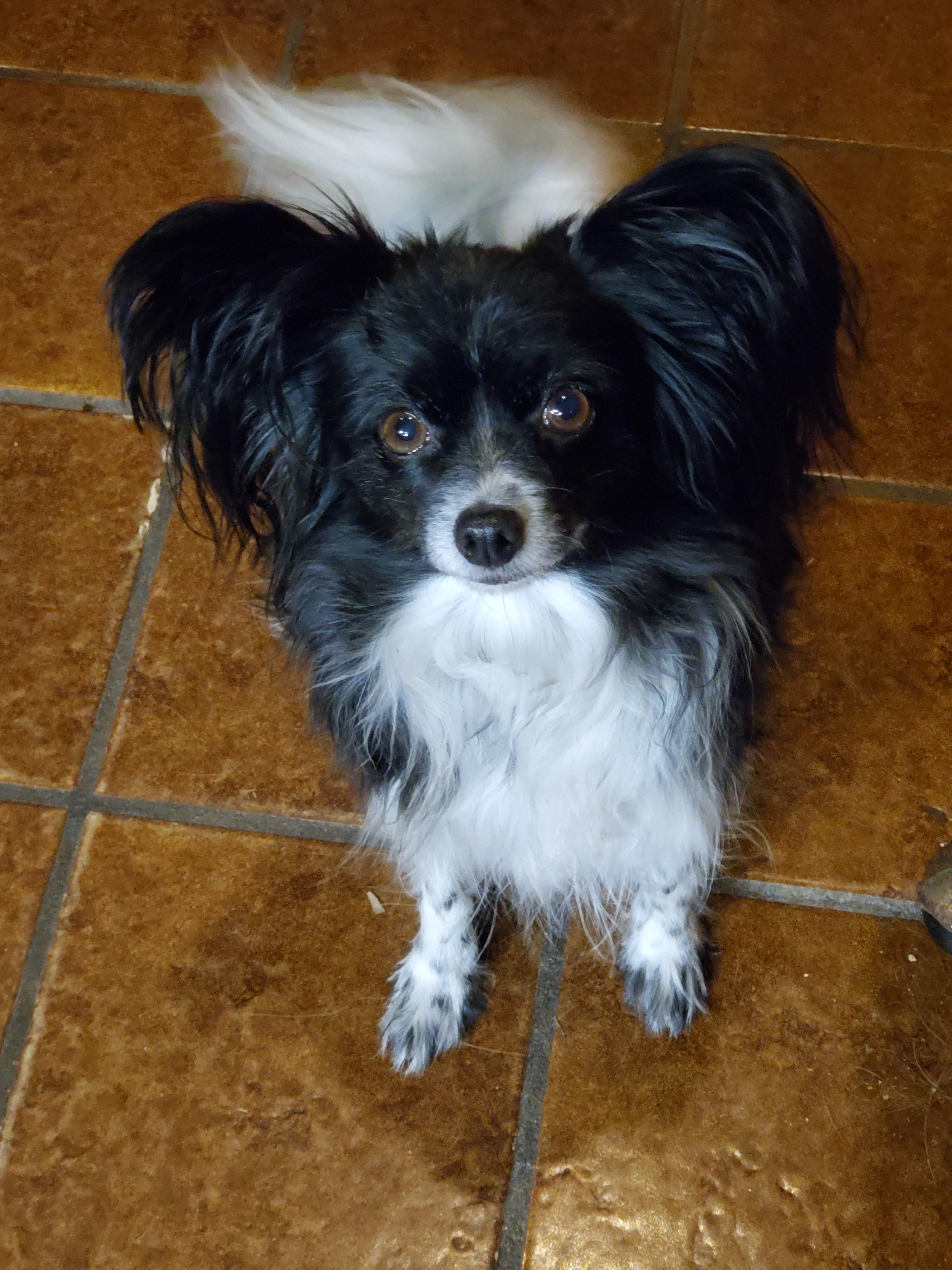 Winddancers Papillons in South Carolina | Papillon puppies | Good Dog