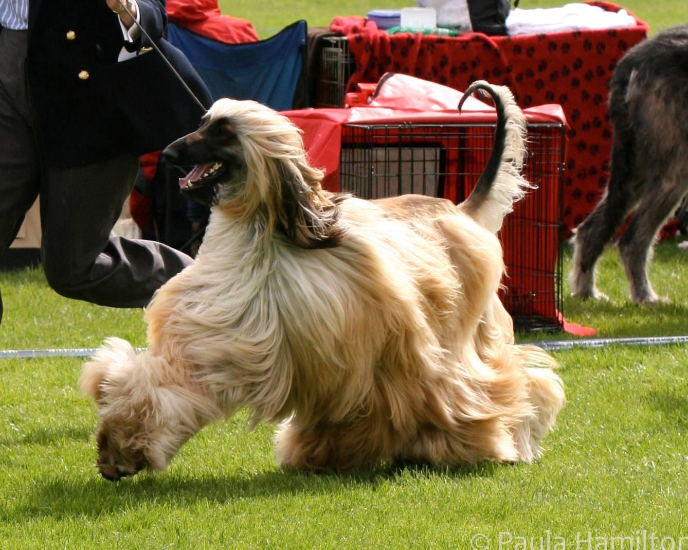 Michele's Pups in Texas | Afghan Hound and Cocker Spaniel puppies ...
