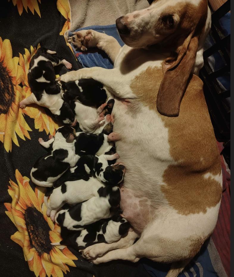 The Rocks Bassets in Florida | Basset Hound puppies | Good Dog